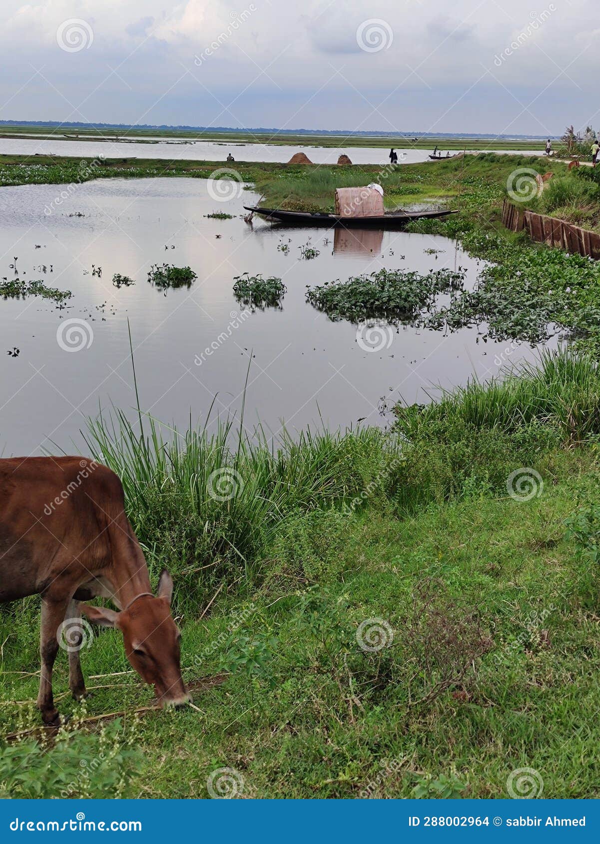 Original cow and boat stock photo. Image of boat, beautiful - 288002964