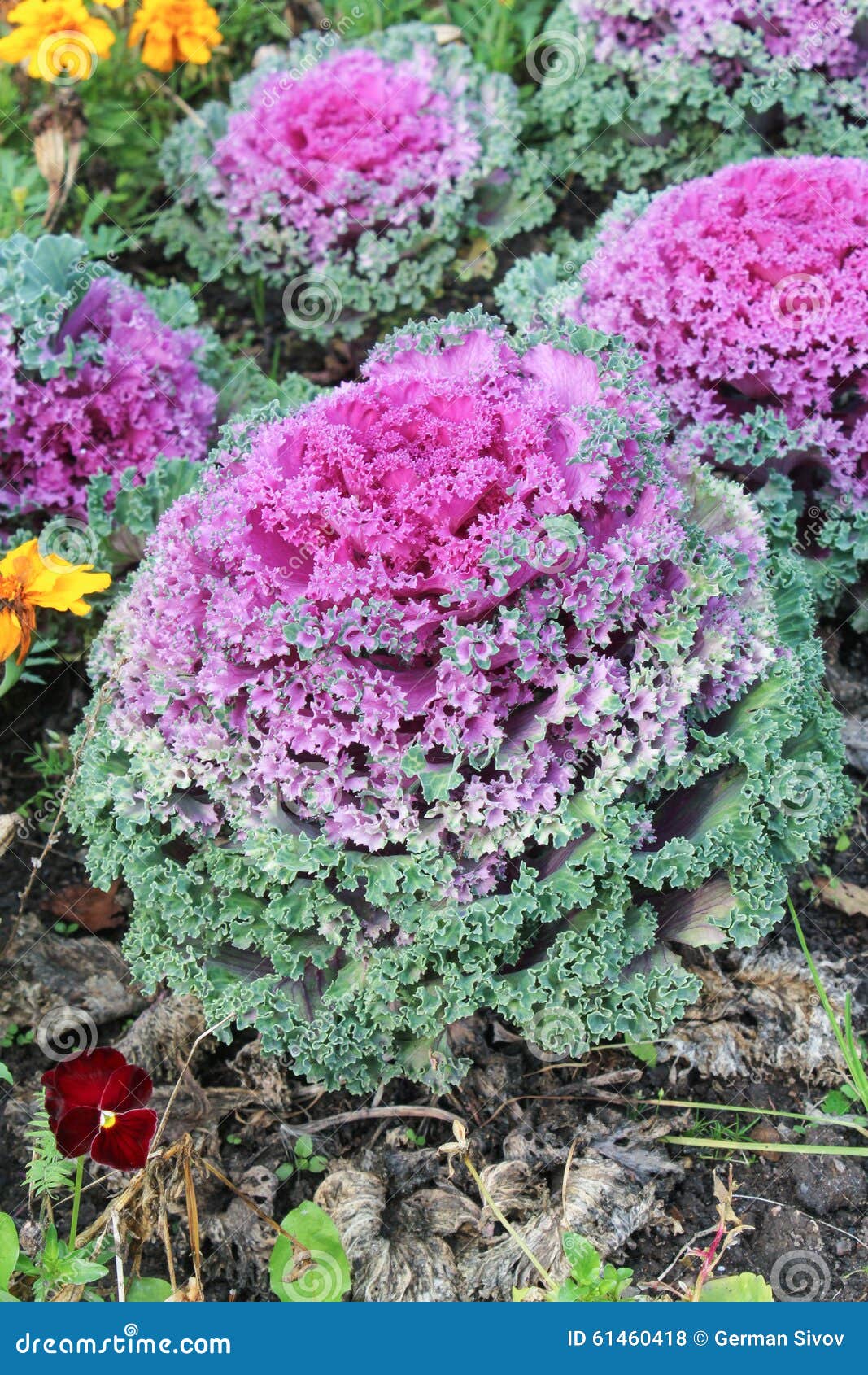 Original Decorative Cabbage Stock Photo - Image of garden, outdoors ...