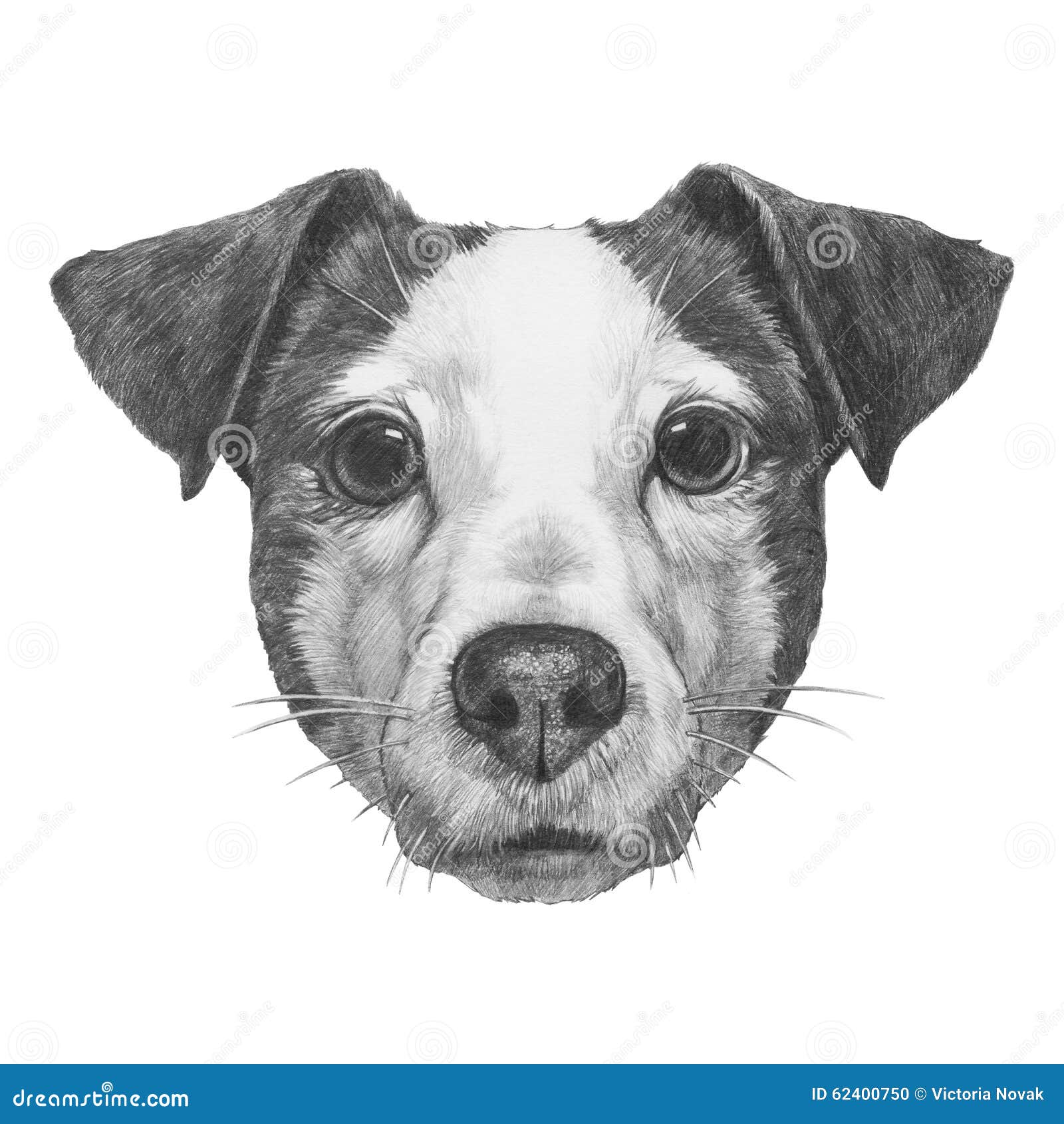 How To Draw A Jack Russell Terrier Face - Dreaming Arcadia How To Draw A Jack Russell Terrier Face - Dreaming Arcadia