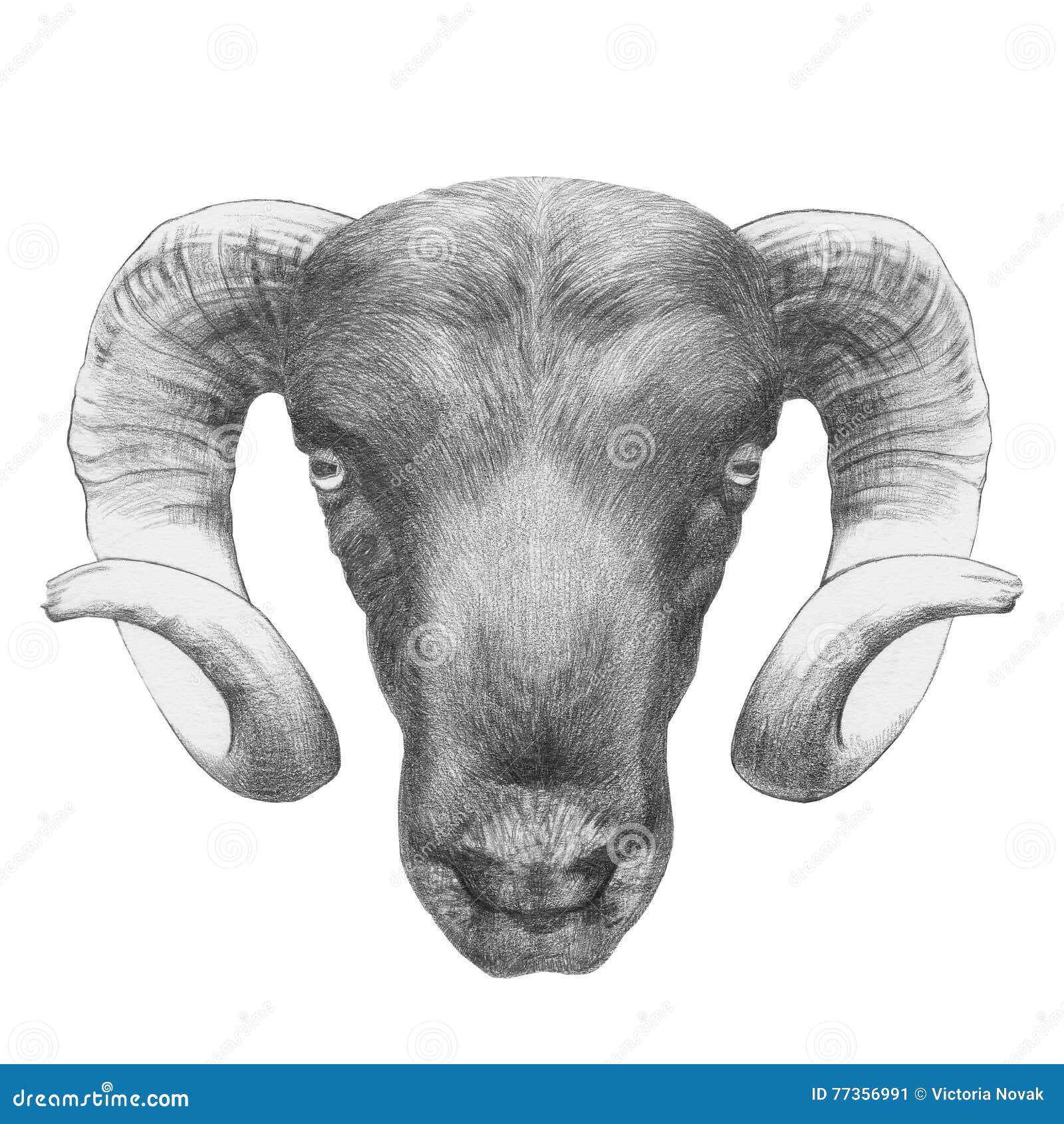 Original drawing of Ram. stock illustration. Illustration of beautiful ...