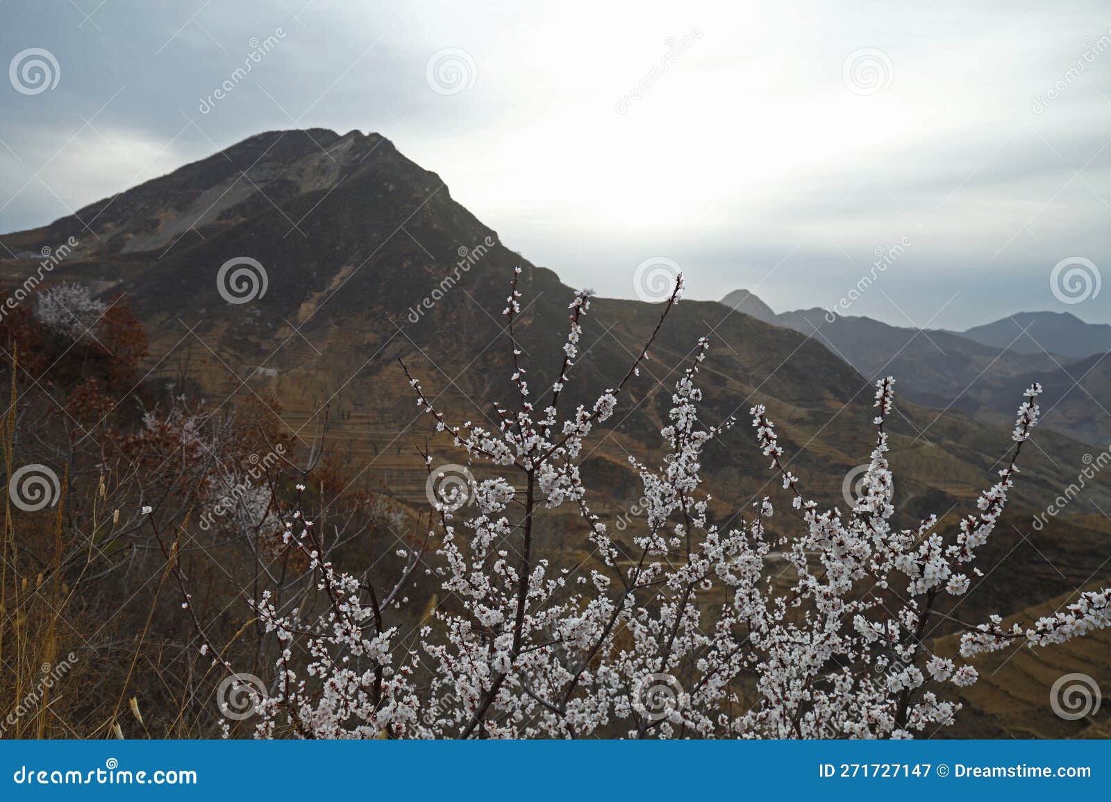 The Original Ecological Wall of Full of Apricot Flowers Stock Image ...