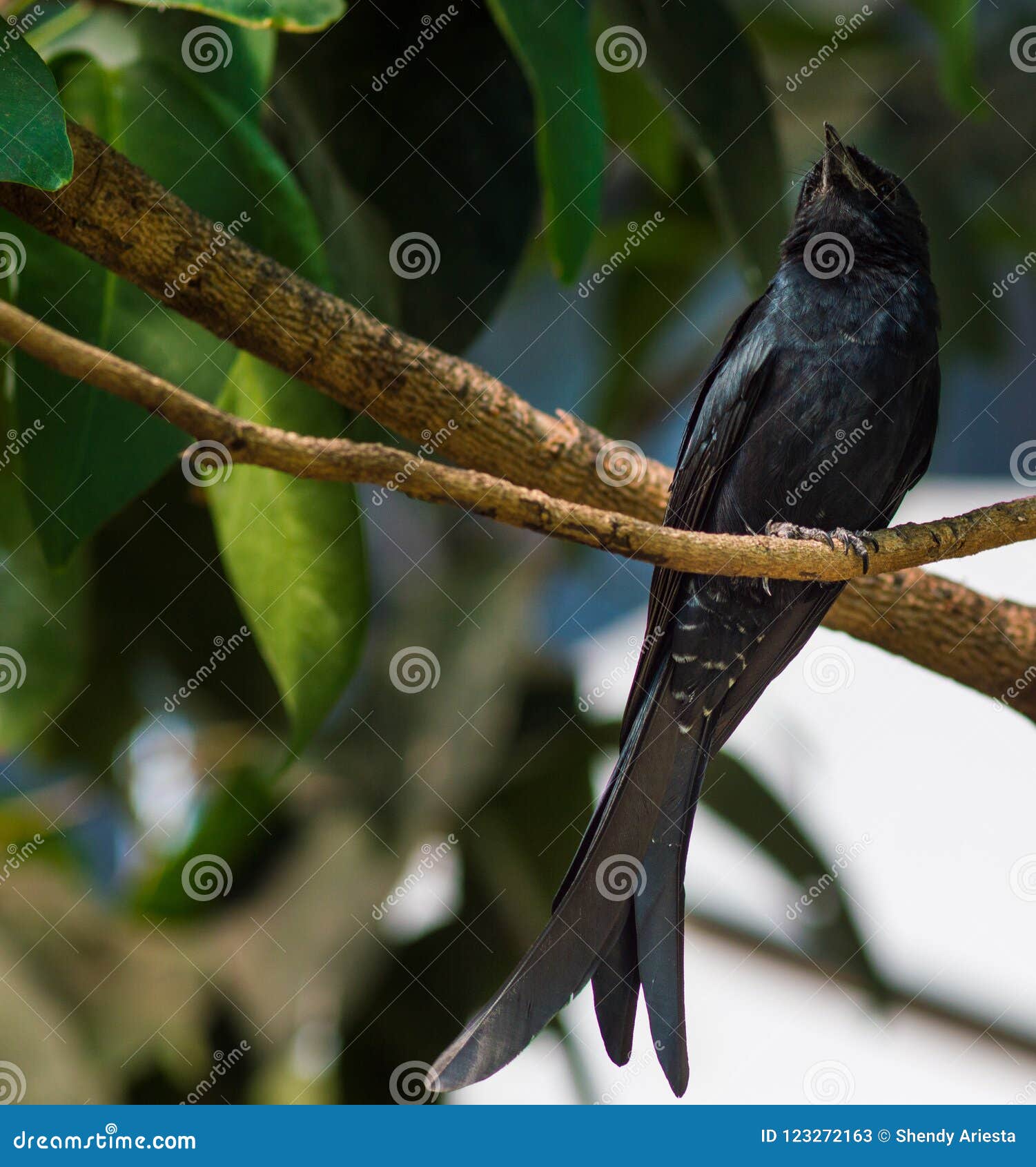 Jalak bird stock image. Image of original, jalak, bird - 123272163