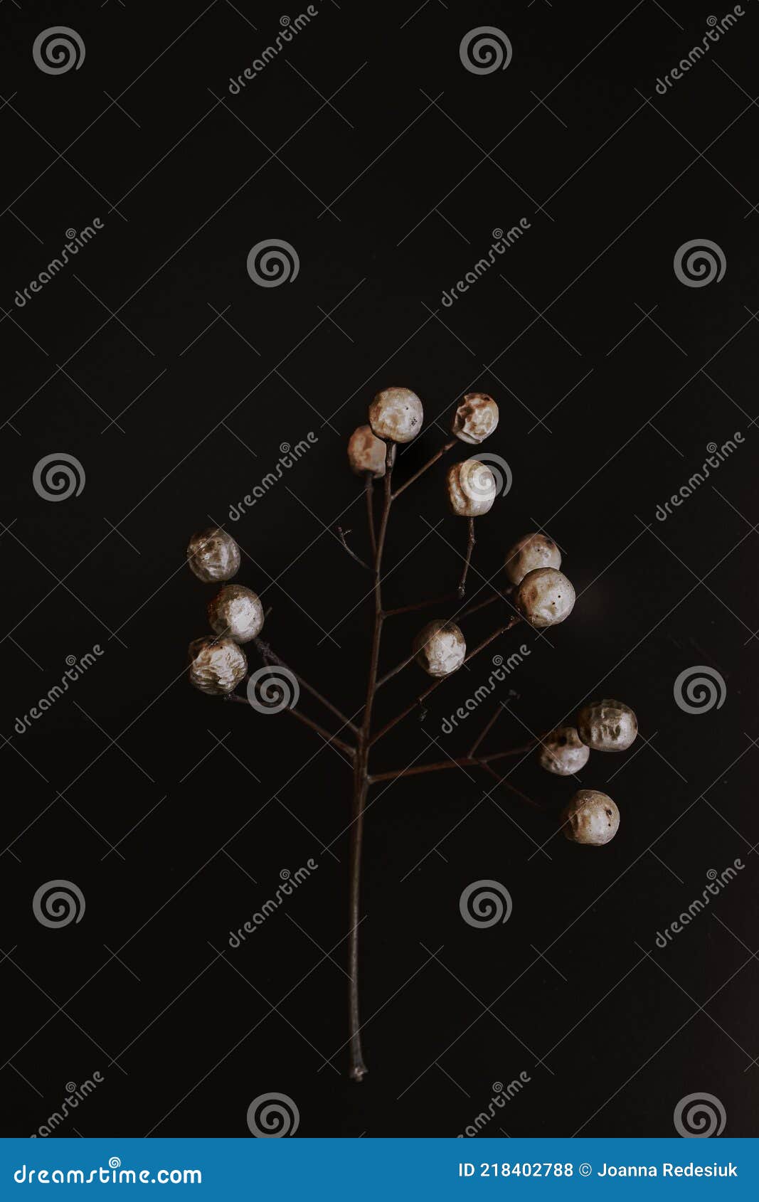 Original Exotic Autumn Tree Seeds on a Dark Background Stock Photo ...