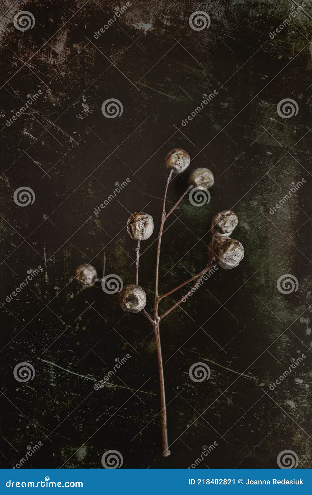 Original Exotic Autumn Tree Seeds on a Dark Background Stock Image ...