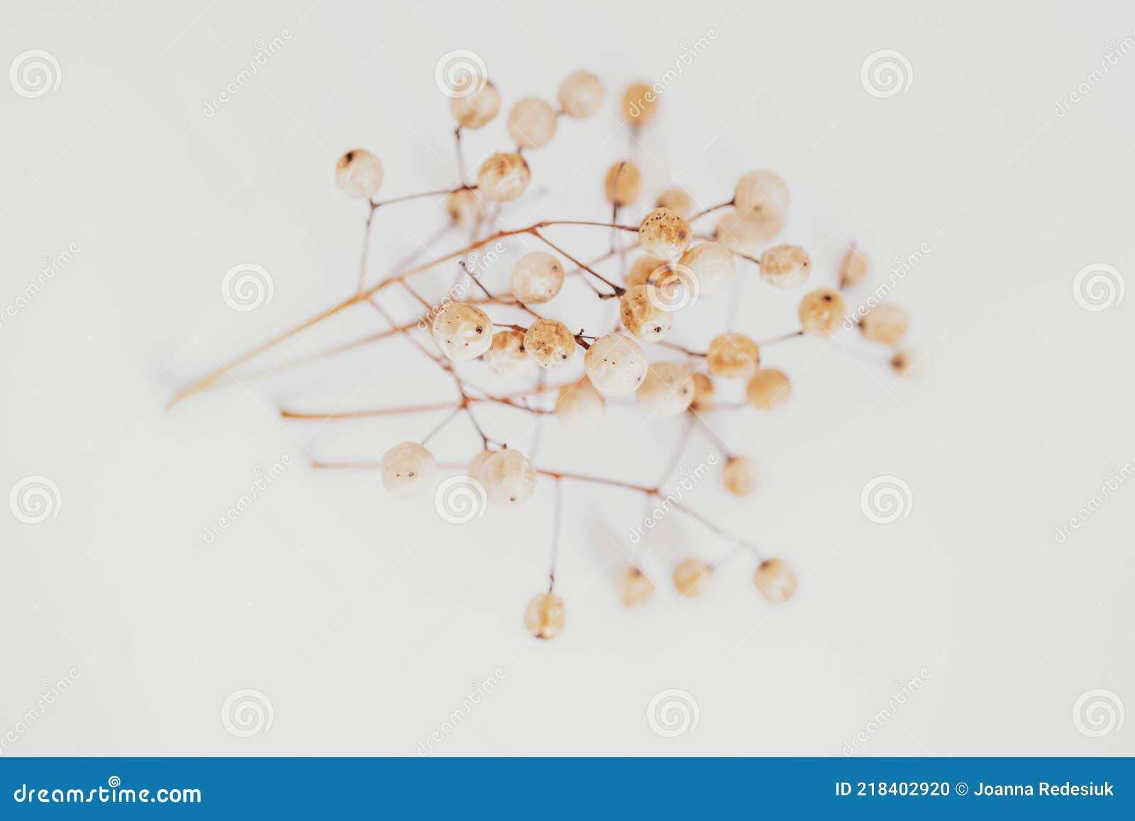 Original Exotic Autumn Tree Seeds on a Light Background Stock Photo ...