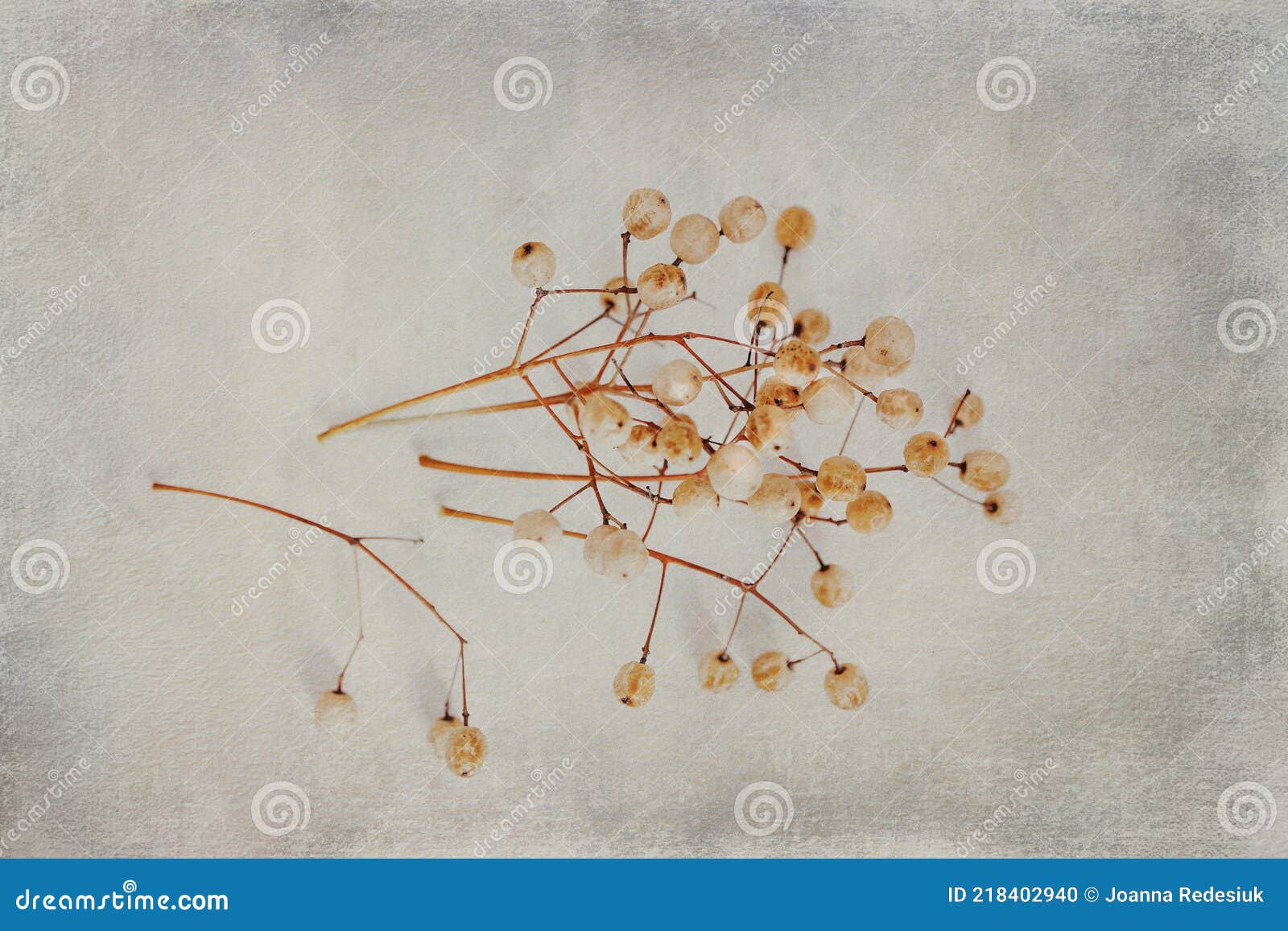 Original Exotic Autumn Tree Seeds on a Light Background Stock Photo ...