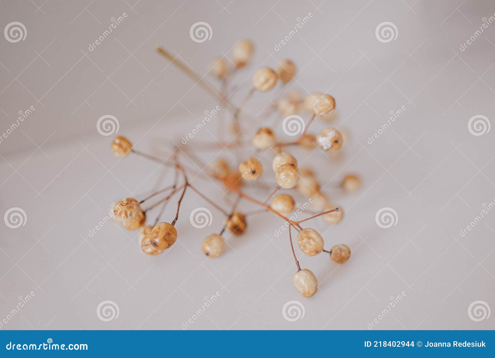 Original Exotic Autumn Tree Seeds on a Light Background Stock Photo ...