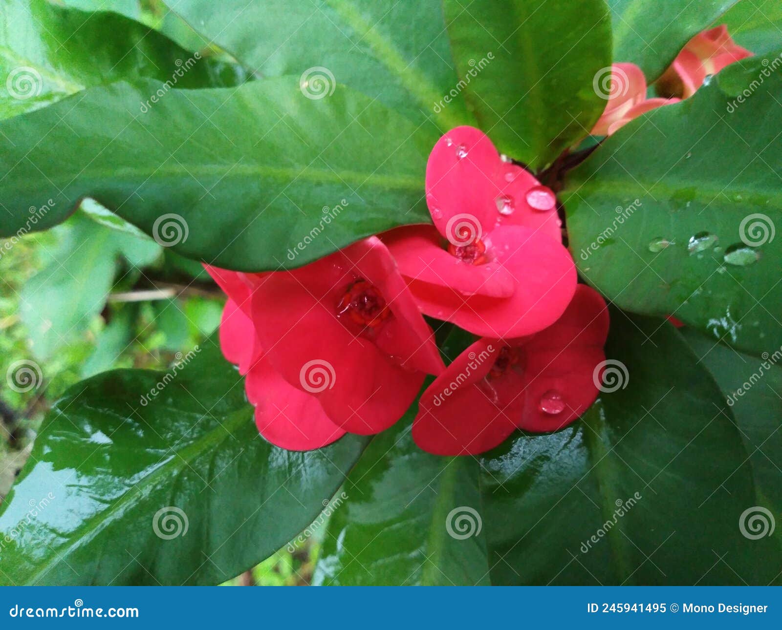 Original flower photos stock image. Image of greenery - 245941495