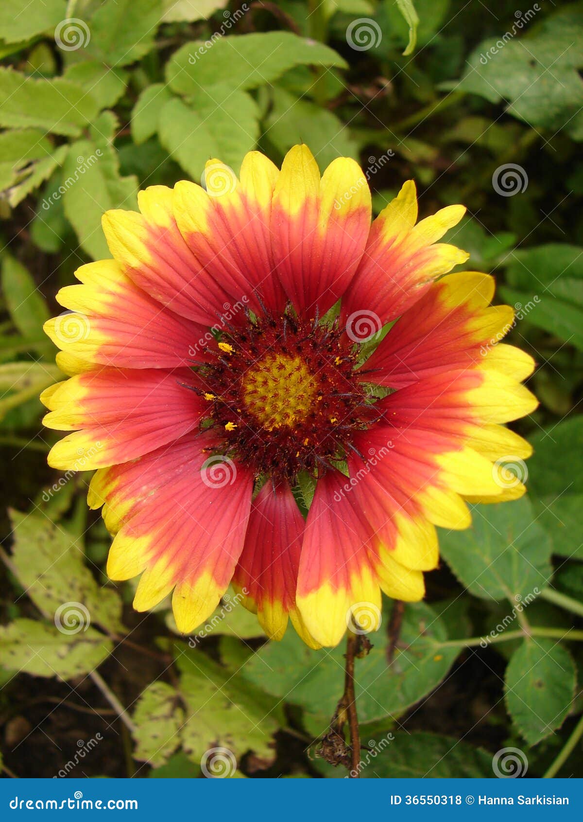 The original flower stock photo. Image of floral, colorful - 36550318