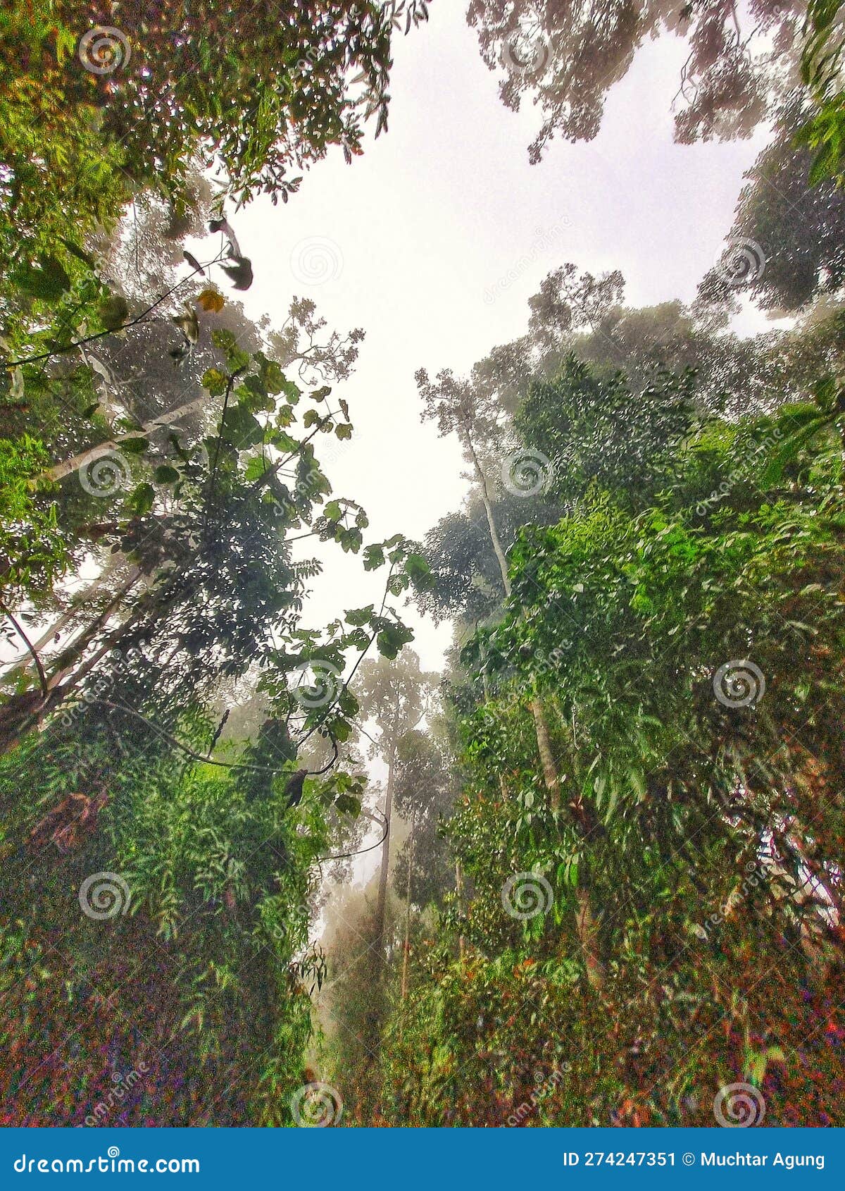 Original Forest Sumatra stock image. Image of original - 274247351