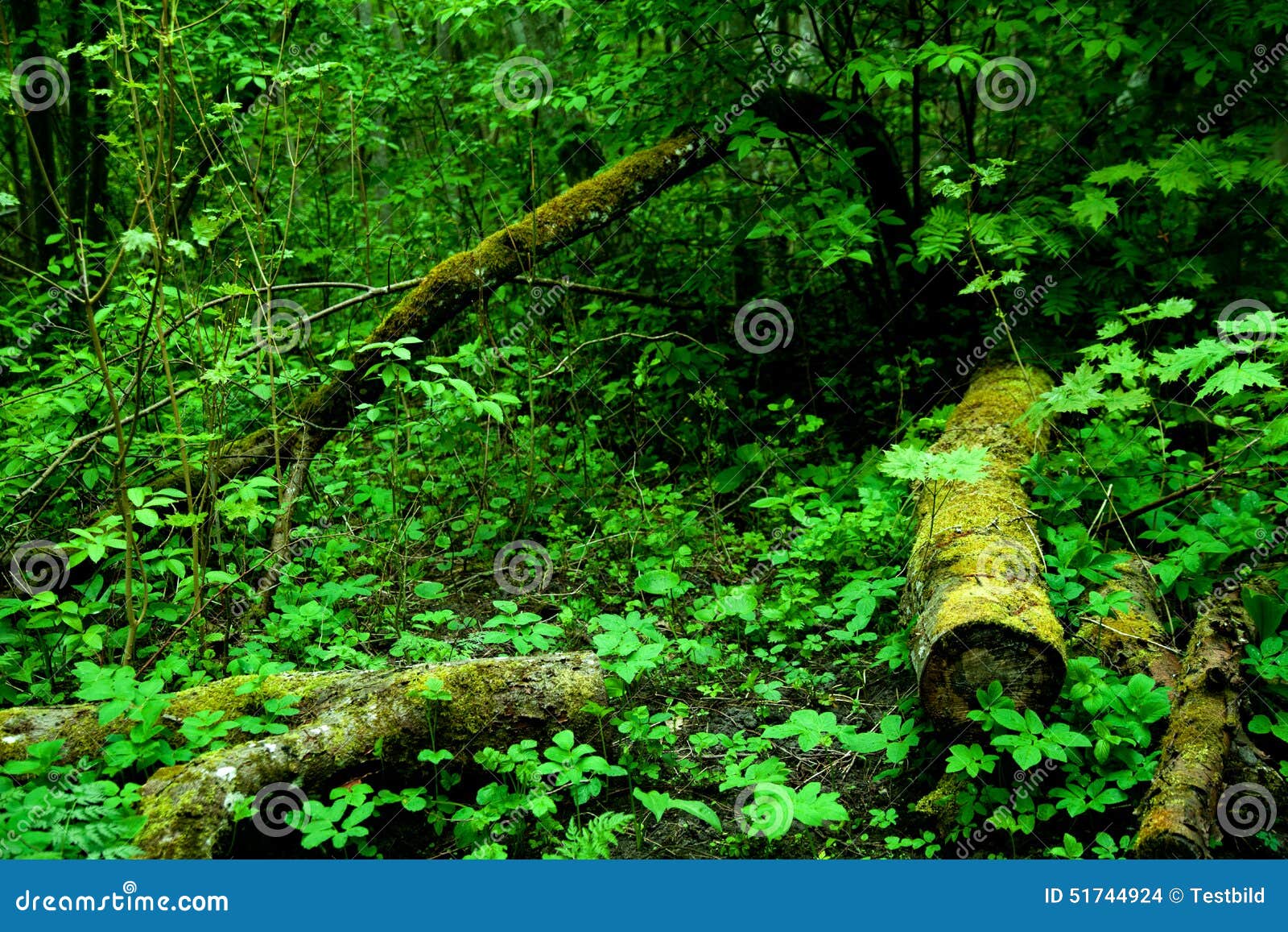 Original Green Forest in Spring in Estonia, Europe Stock Photo - Image ...