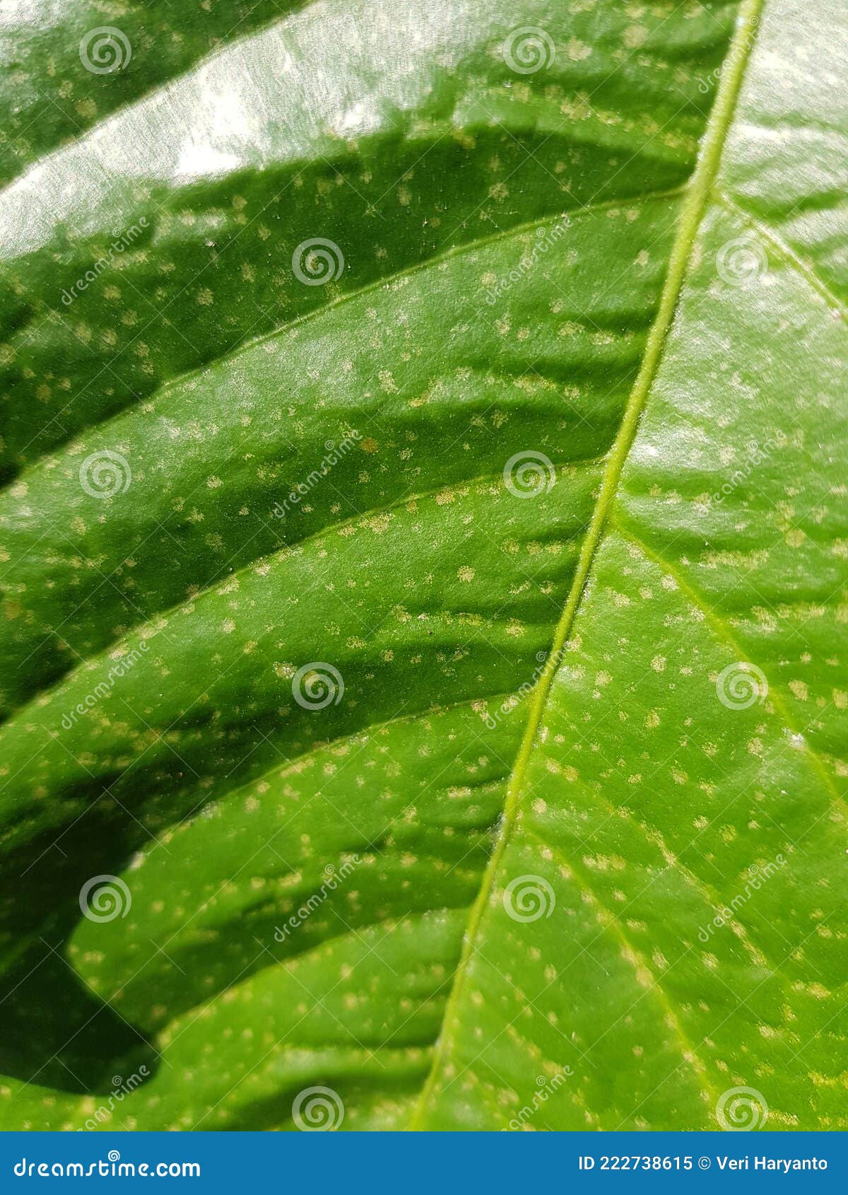 Original green leaf stock image. Image of nature, original - 222738615