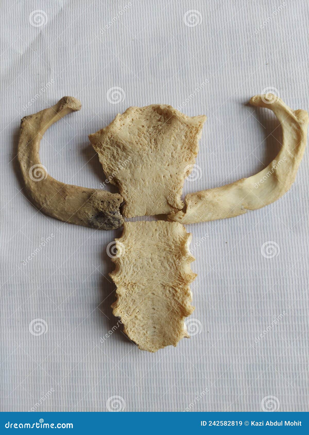 Original Human Chest Bones, Manubrium Sternum and First Ribs Both Side ... Original Human Chest Bones, Manubrium Sternum and First Ribs Both Side ...