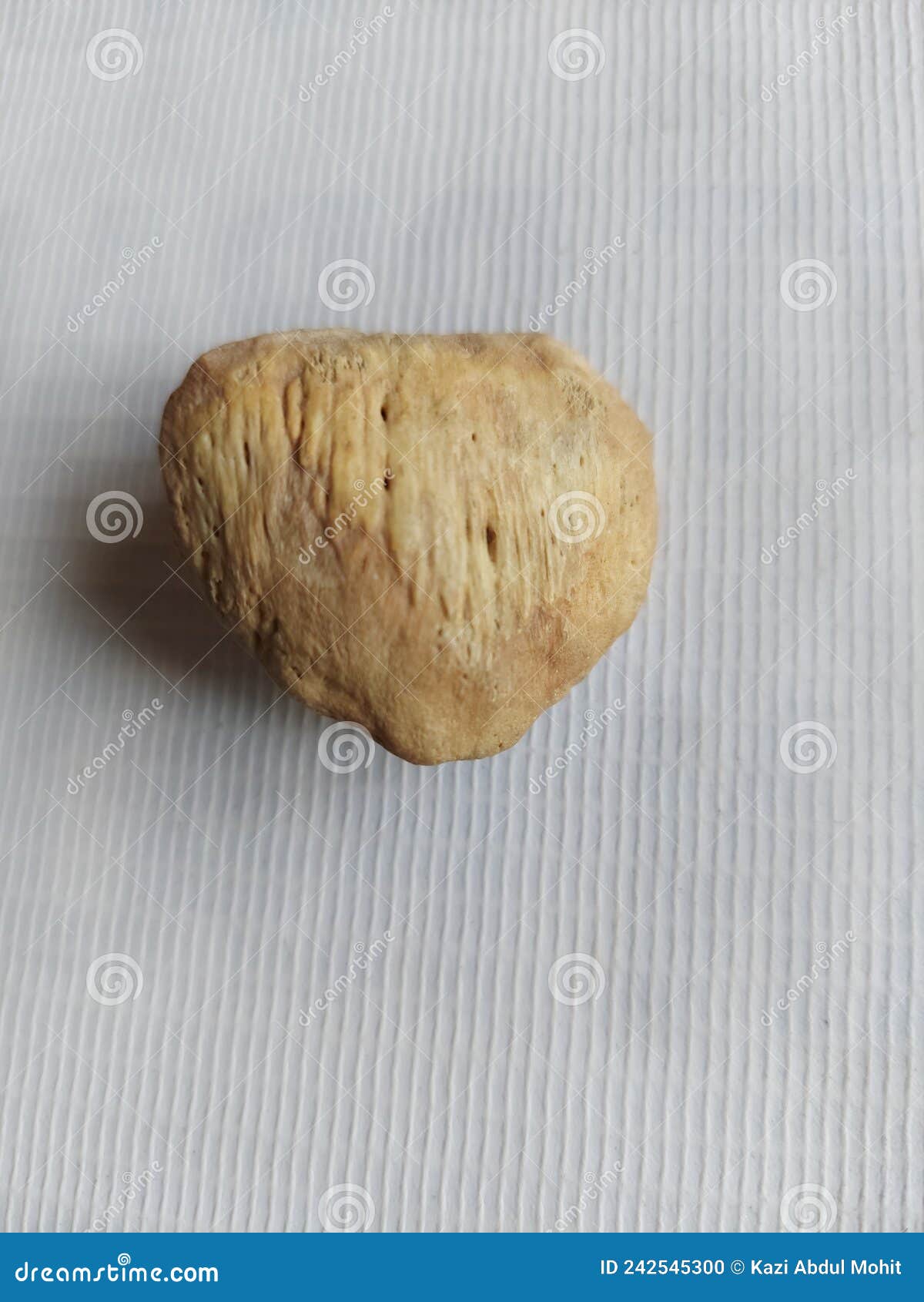 Patella Bone Of Human On Isolated White Background, Anterior View Stock ...