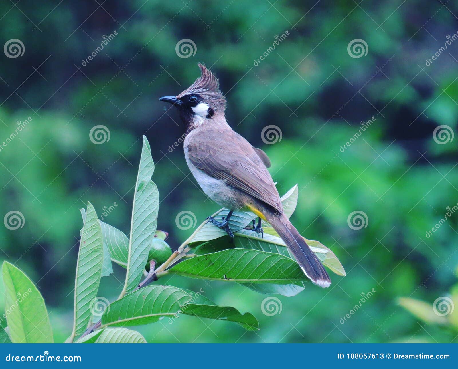 The Original Mohawk Birdlovers Stock Image - Image of bird, blackbird ...