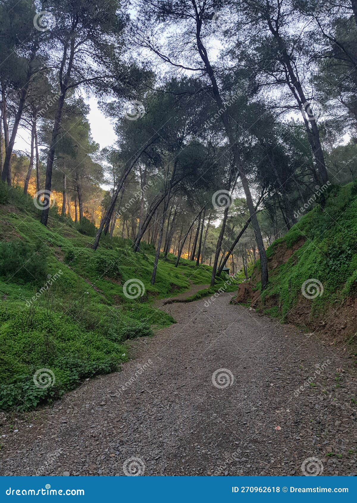 Original Natural Beauty of the Footpath among the Pine Forests of the ...
