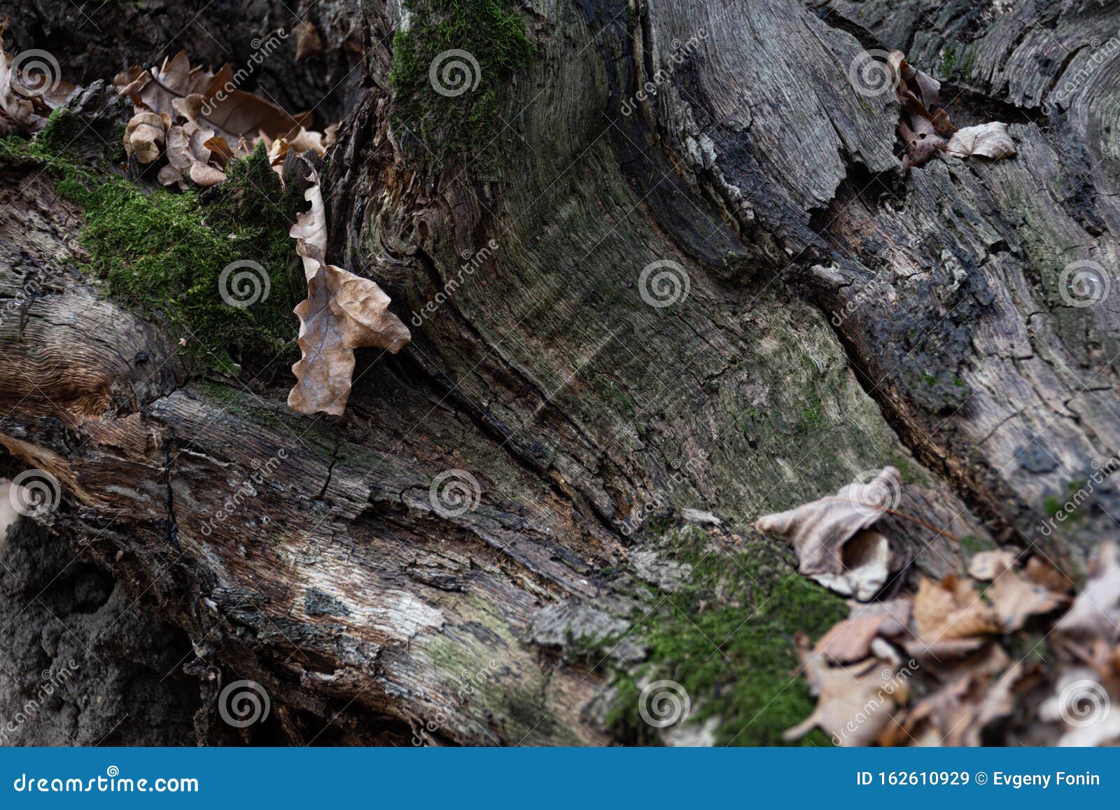 Texture of old tree trunks stock image. Image of autumn - 162610929