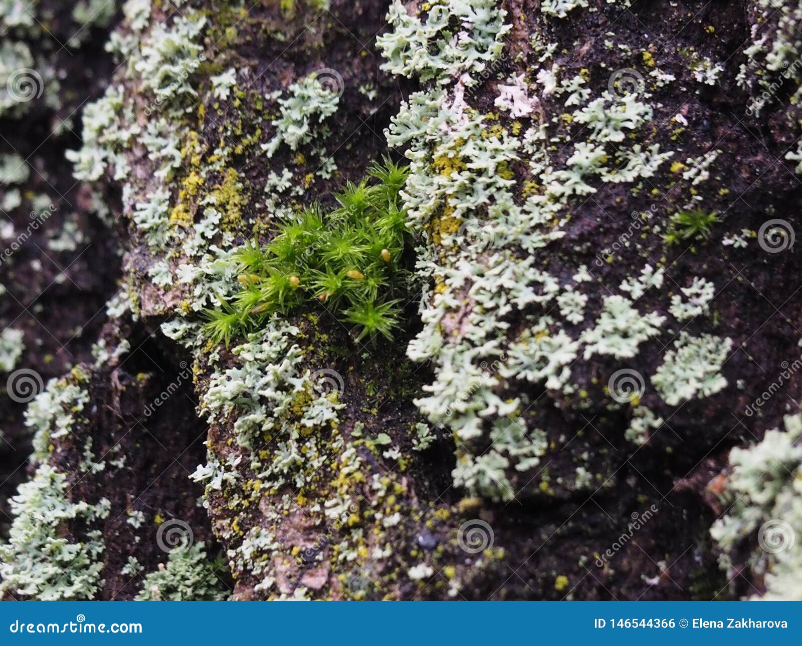 Original Oak Wood Texture with Moss. Stock Photo - Image of growing ...