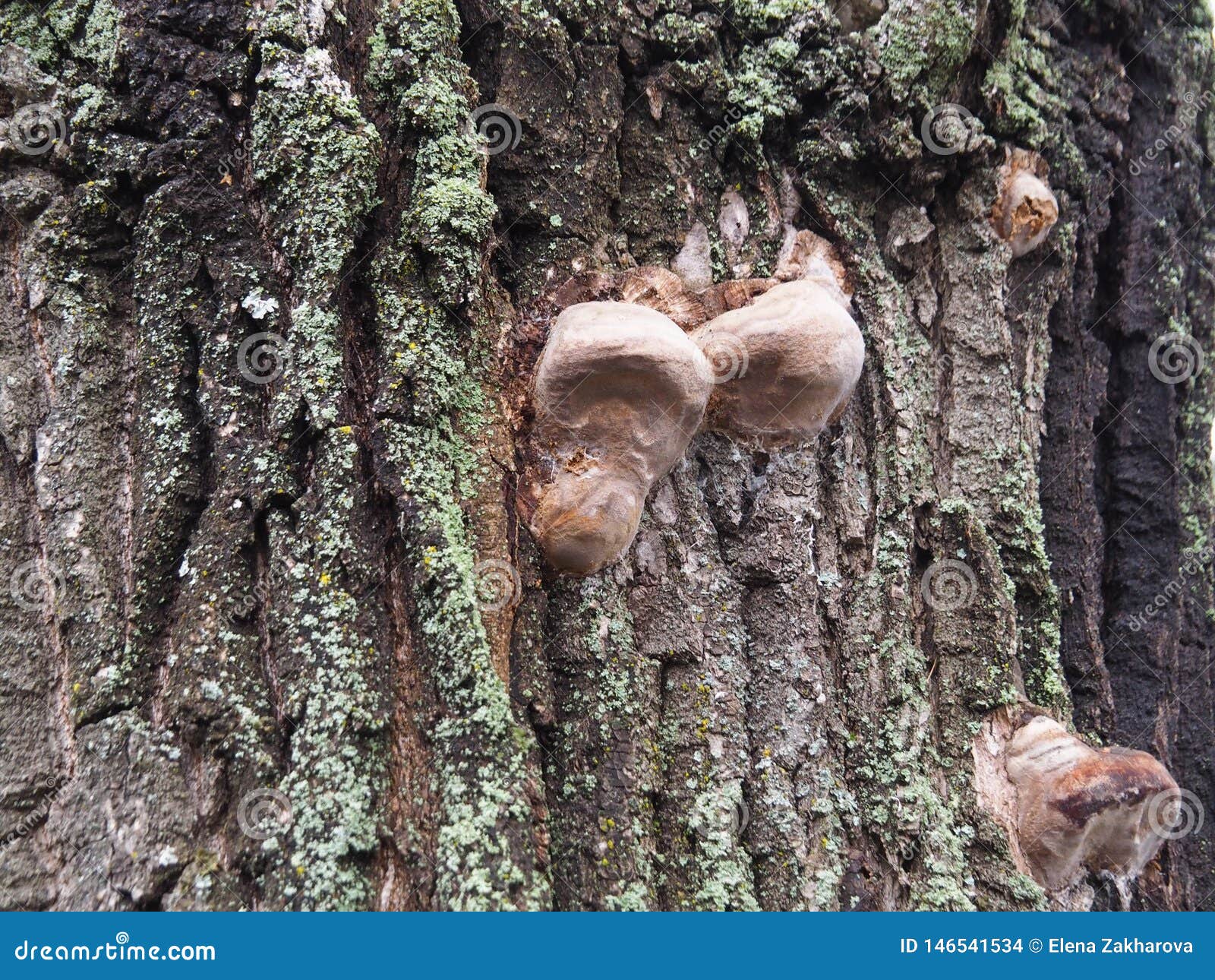Original Oak Wood Texture with Moss. Stock Photo - Image of bark ...