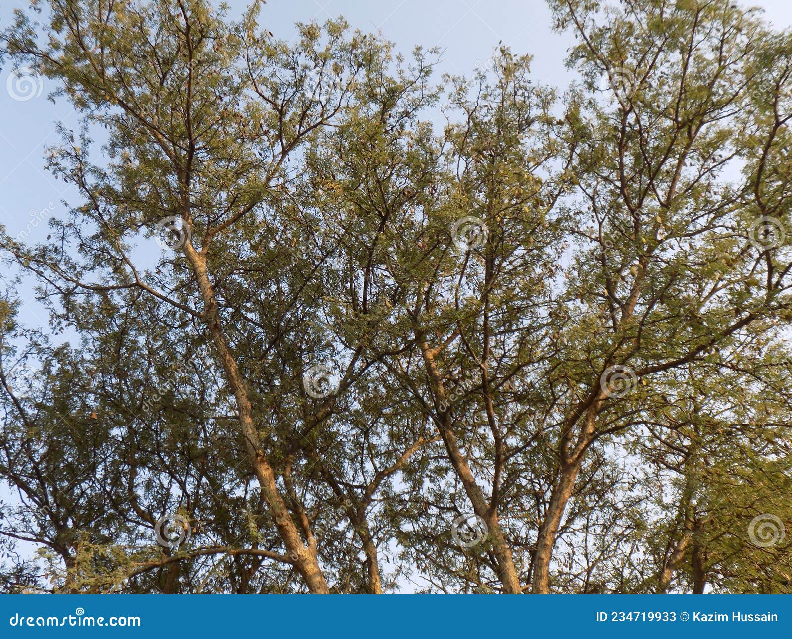 Original Pick of Trees stock image. Image of trees, pick - 234719933