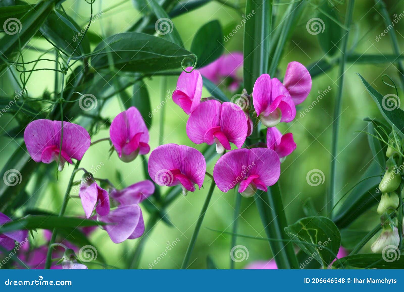 Lathyrus. Pink flowers. stock photo. Image of clings - 206646548