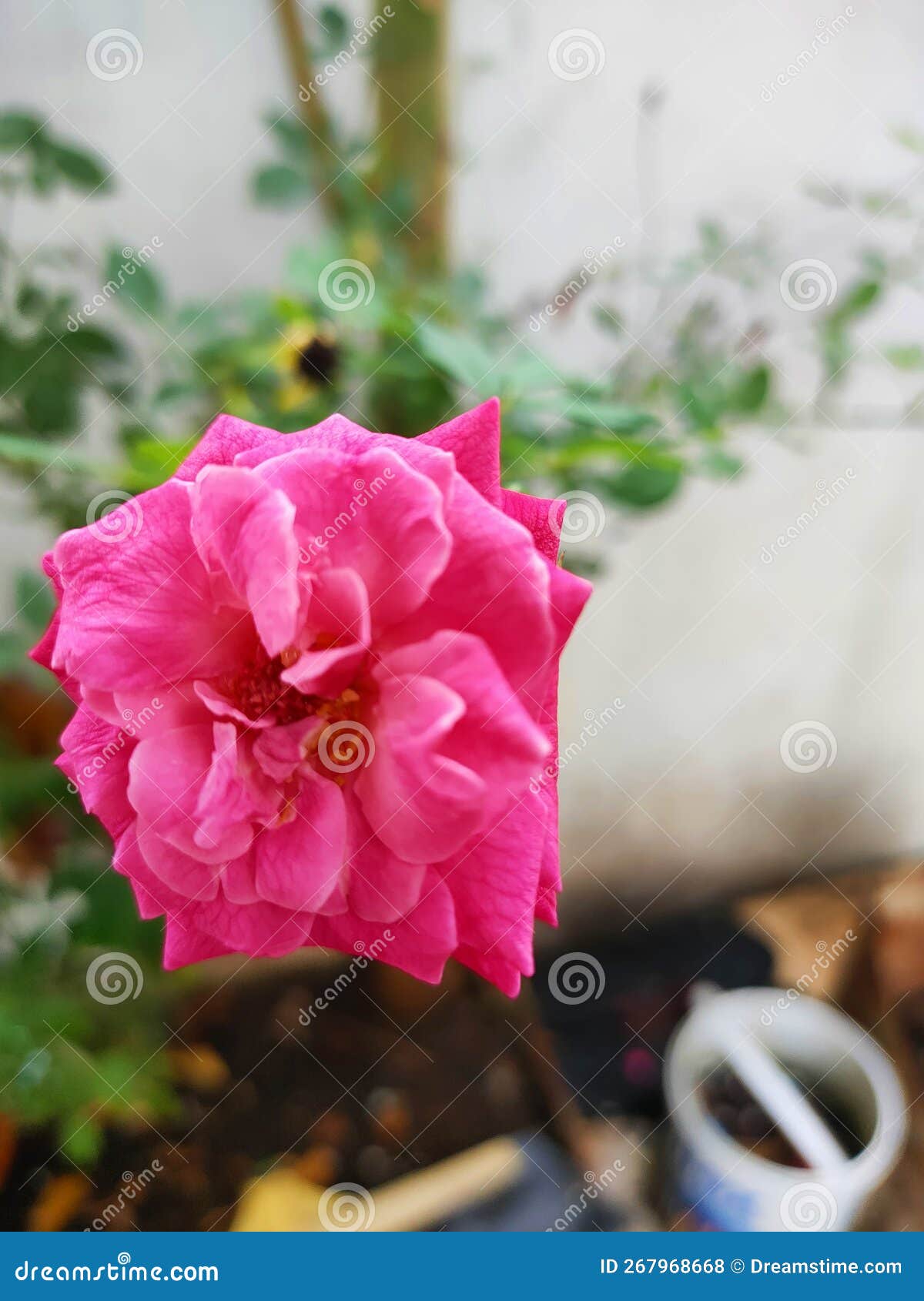 Original Pink Rose from Indonesia Stock Photo - Image of indonesia ...