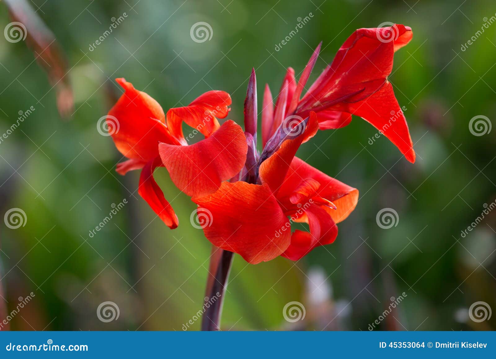 Original red flower stock photo. Image of bloom, summertime - 45353064