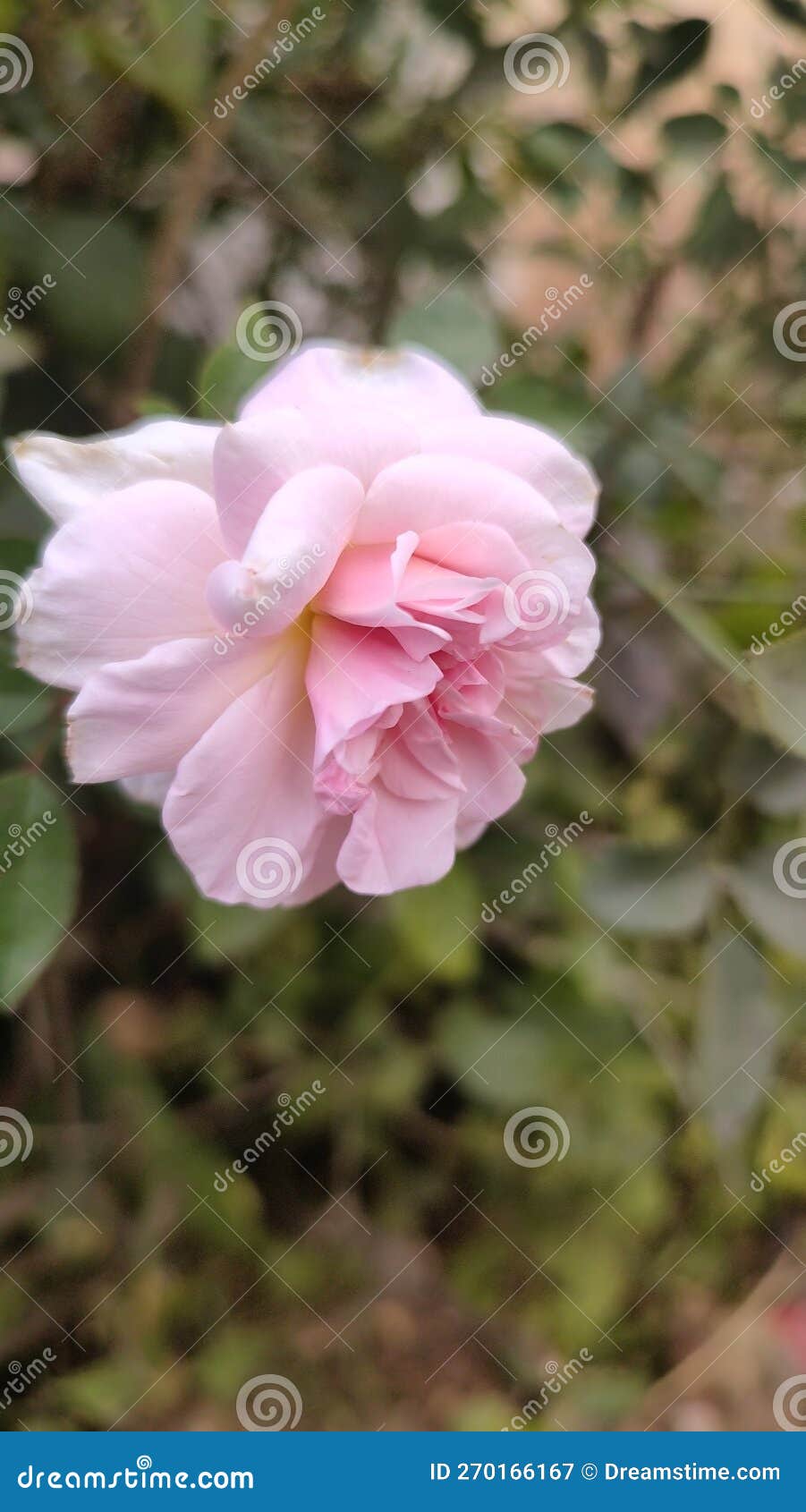 Original Rose stock image. Image of produce, blossom - 270166167