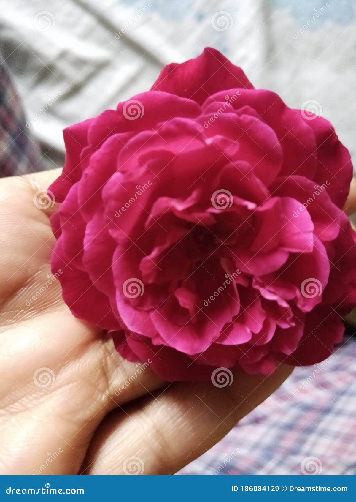 Original Scented Red Rose in Garden Stock Image - Image of type ...