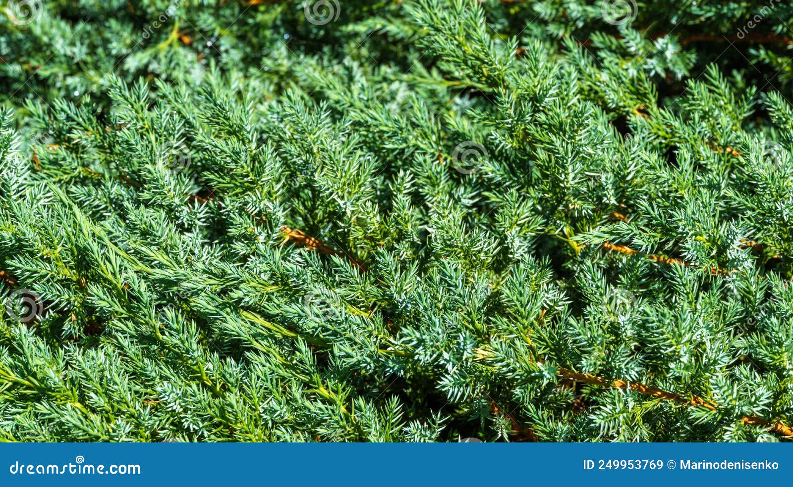 Original Texture of Juniperus Squamata Meyeri Leaves. Blue with Green ...