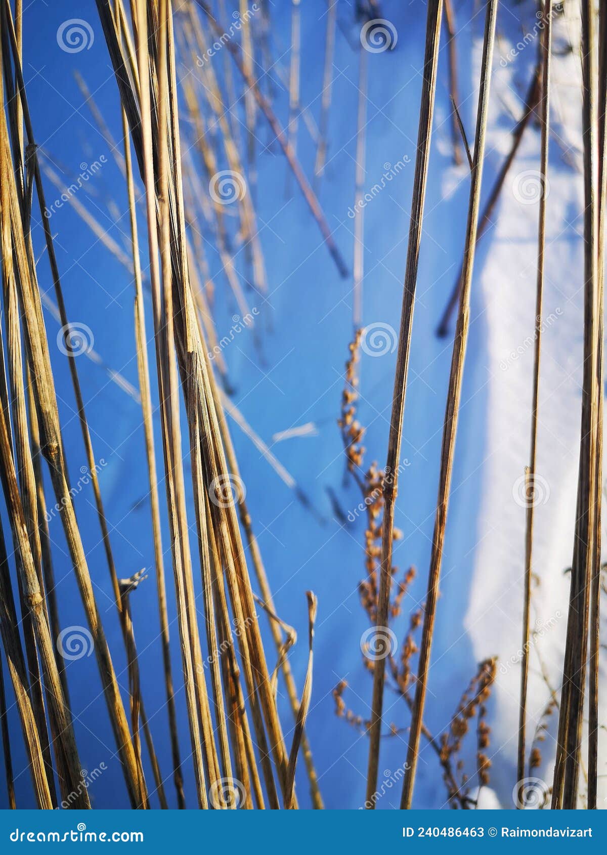 Original Textures of Snow, Branches, Soil Stock Image - Image of snow ...