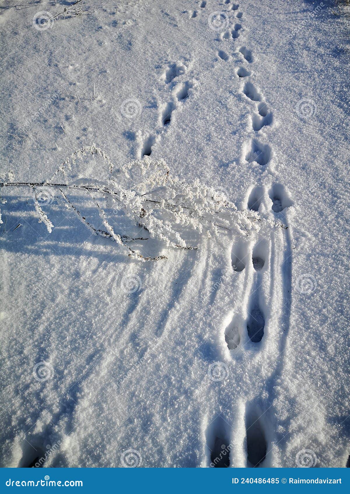 Original Textures of Snow, Branches, Soil Stock Image - Image of ...