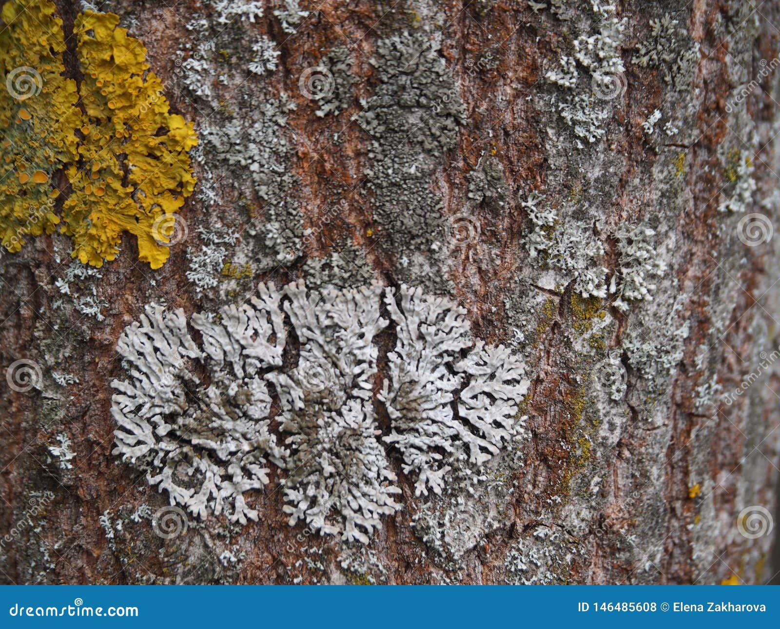 Original Tree Aspen Bark Texture with Moss. Stock Photo - Image of ...