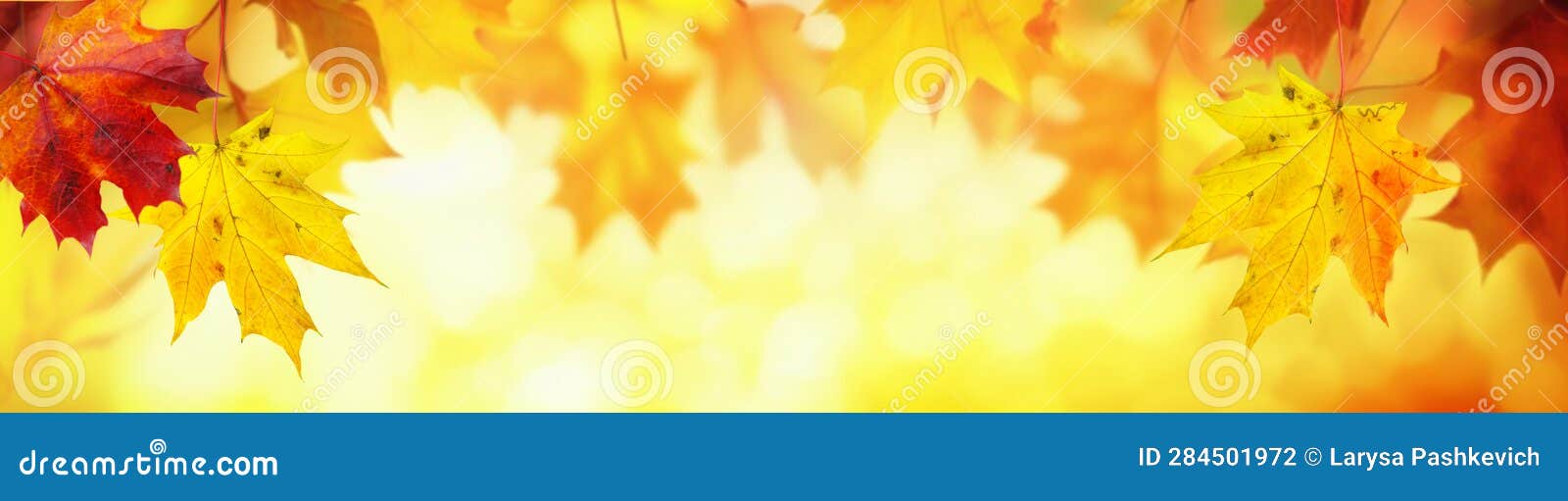 Original Ultra-wide Background Image on Autumn Theme with Maple Leaves ...