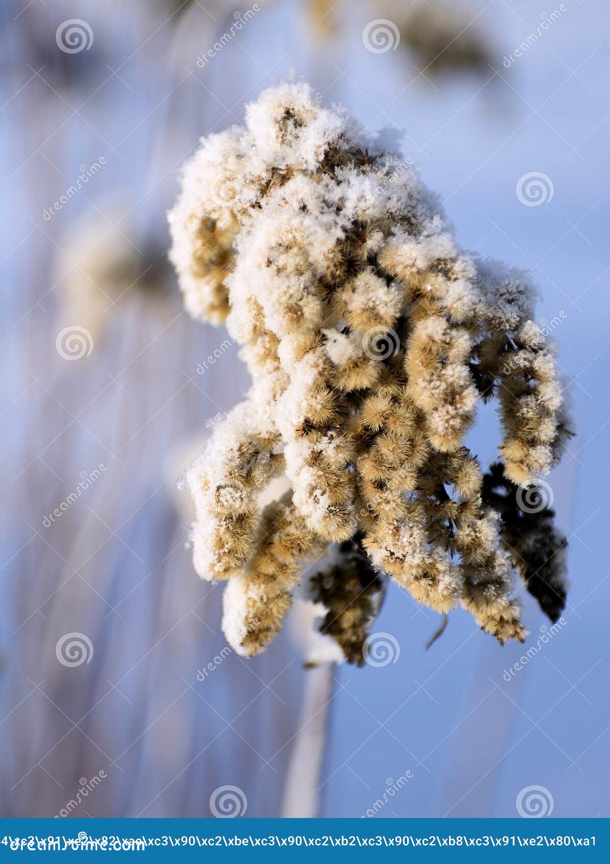 Original Winter Still Life. Stock Photo - Image of original, still ...