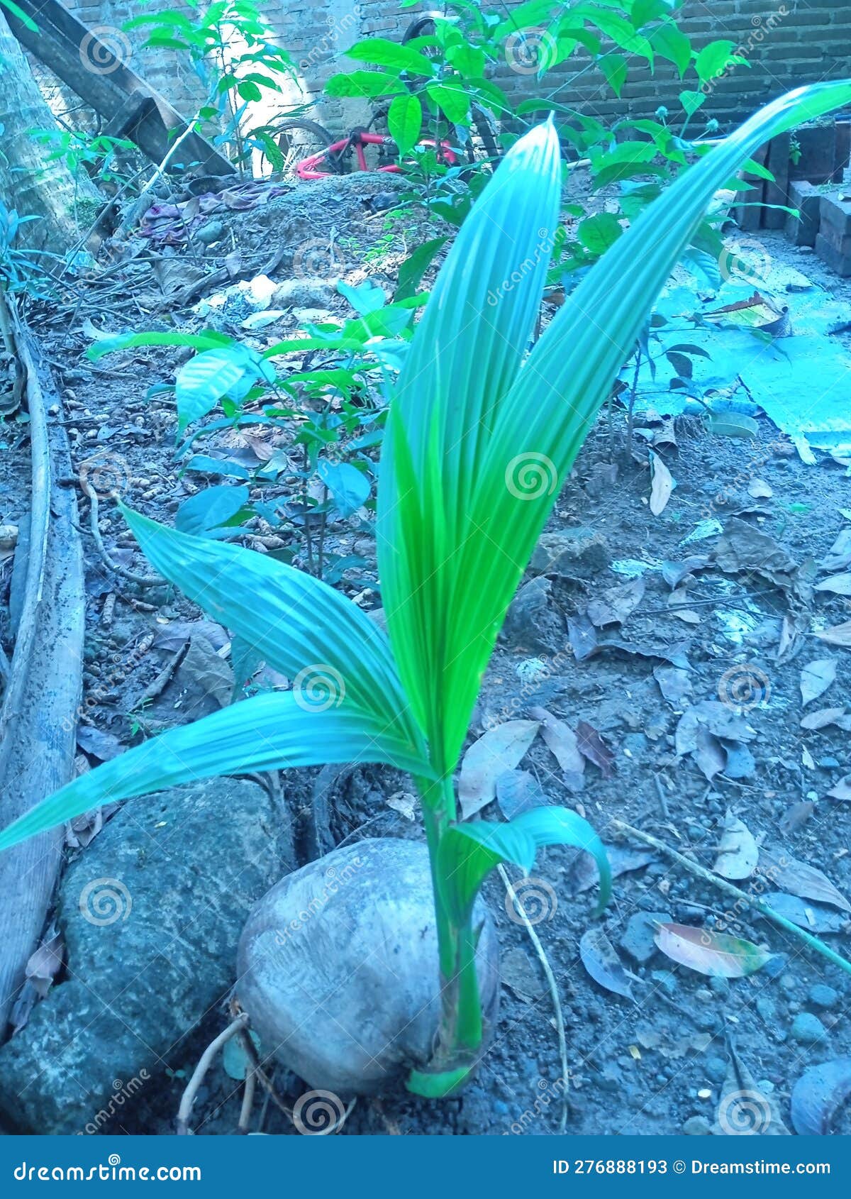 Original Young Coconut Shoots from Java Stock Image - Image of java ...