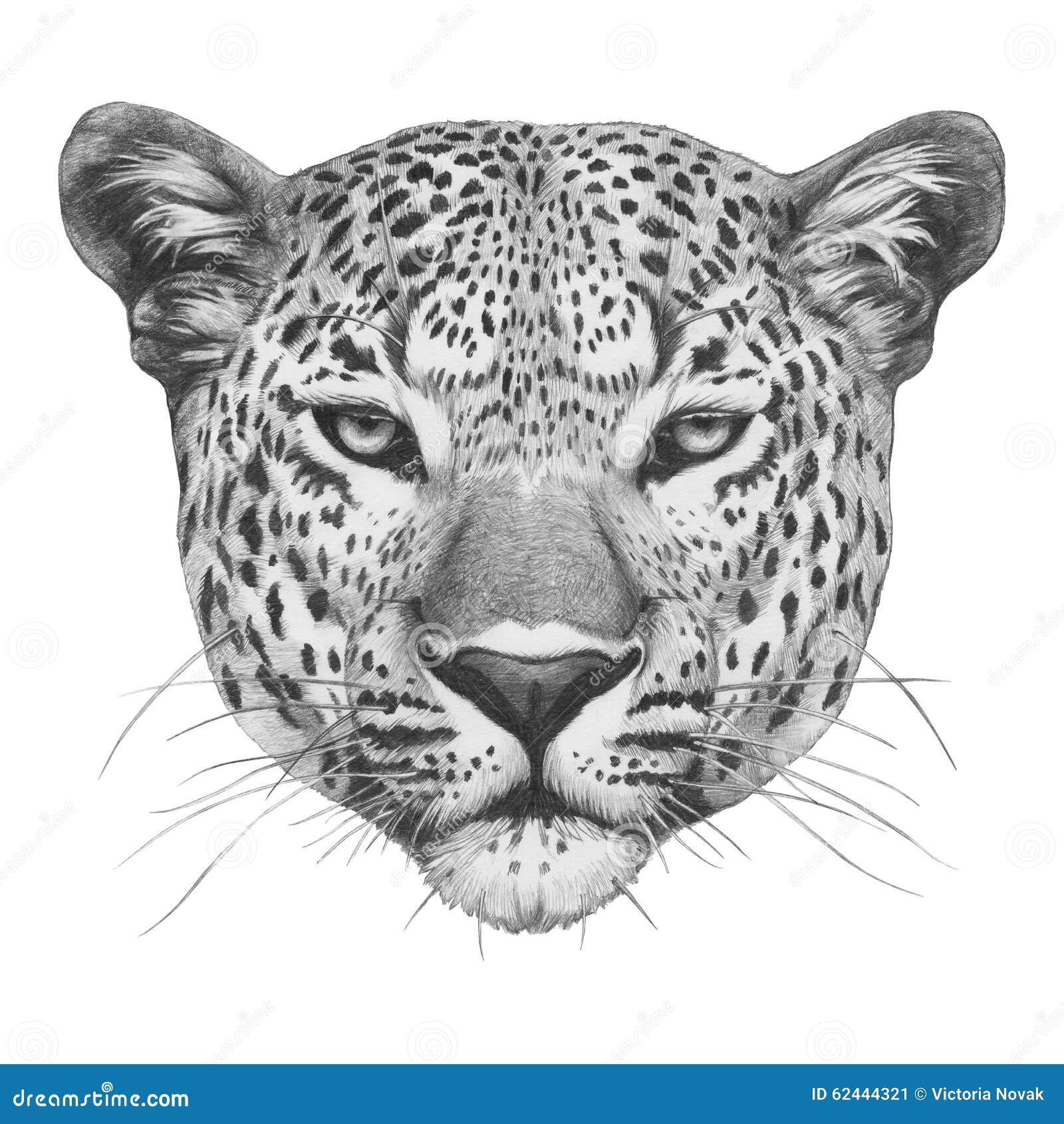 Originele Tekening Van Luipaard Stock Illustratie - Illustration of ...