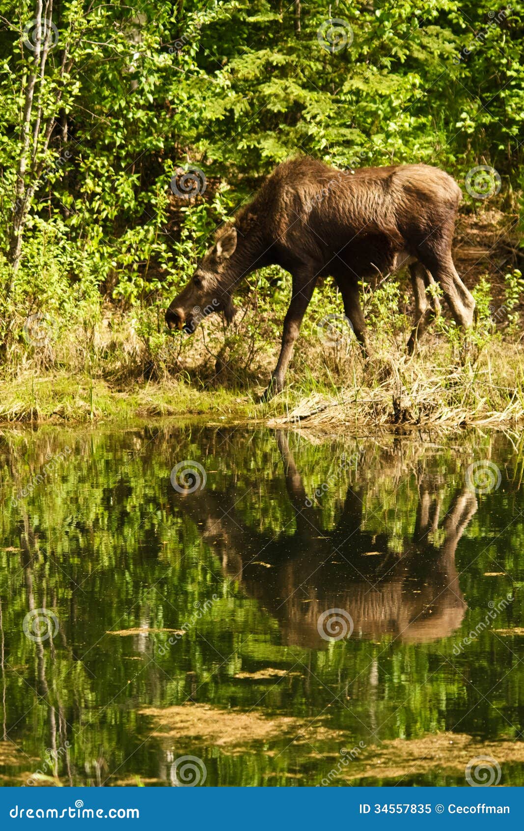 Orignaux image stock. Image du vache, alaska, balai, animal - 34557835