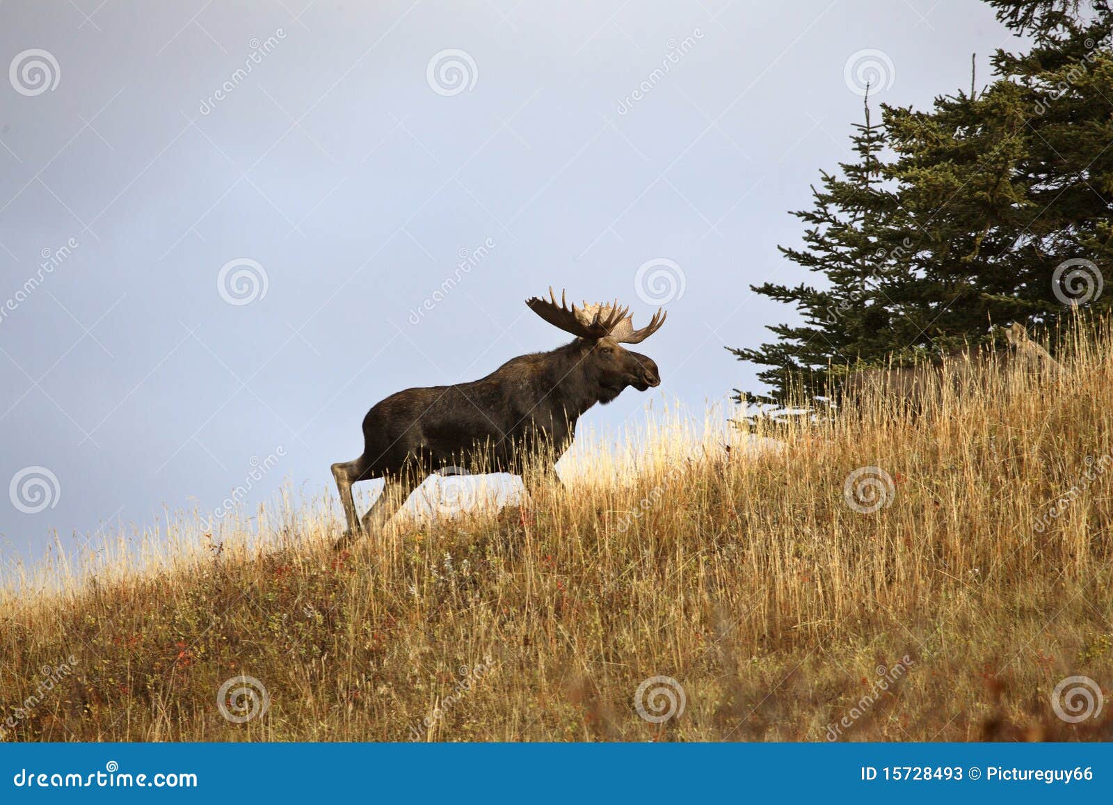 Orignaux de Bull image stock. Image du rond, orignaux - 15728493 Orignaux de Bull image stock. Image du rond, orignaux - 15728493