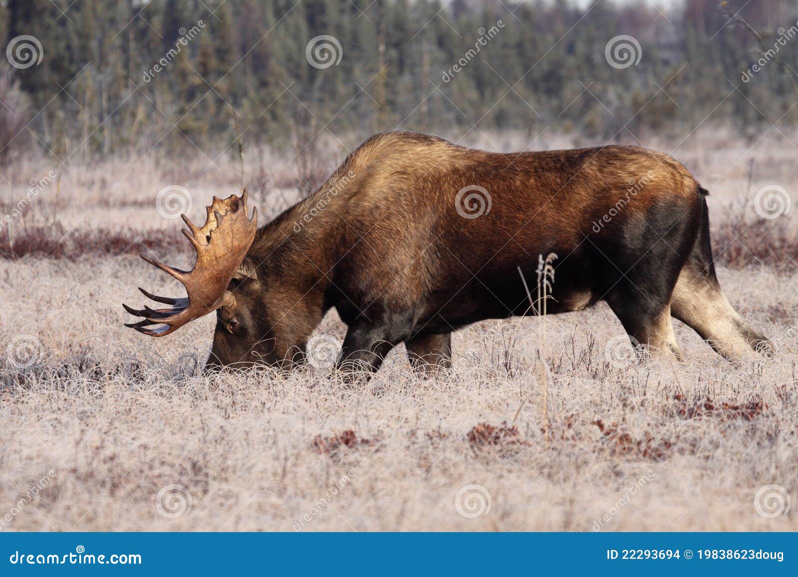 Orignaux de l'Alaska Bull photo stock. Image du nature - 22293694 Orignaux de l'Alaska Bull photo stock. Image du nature - 22293694