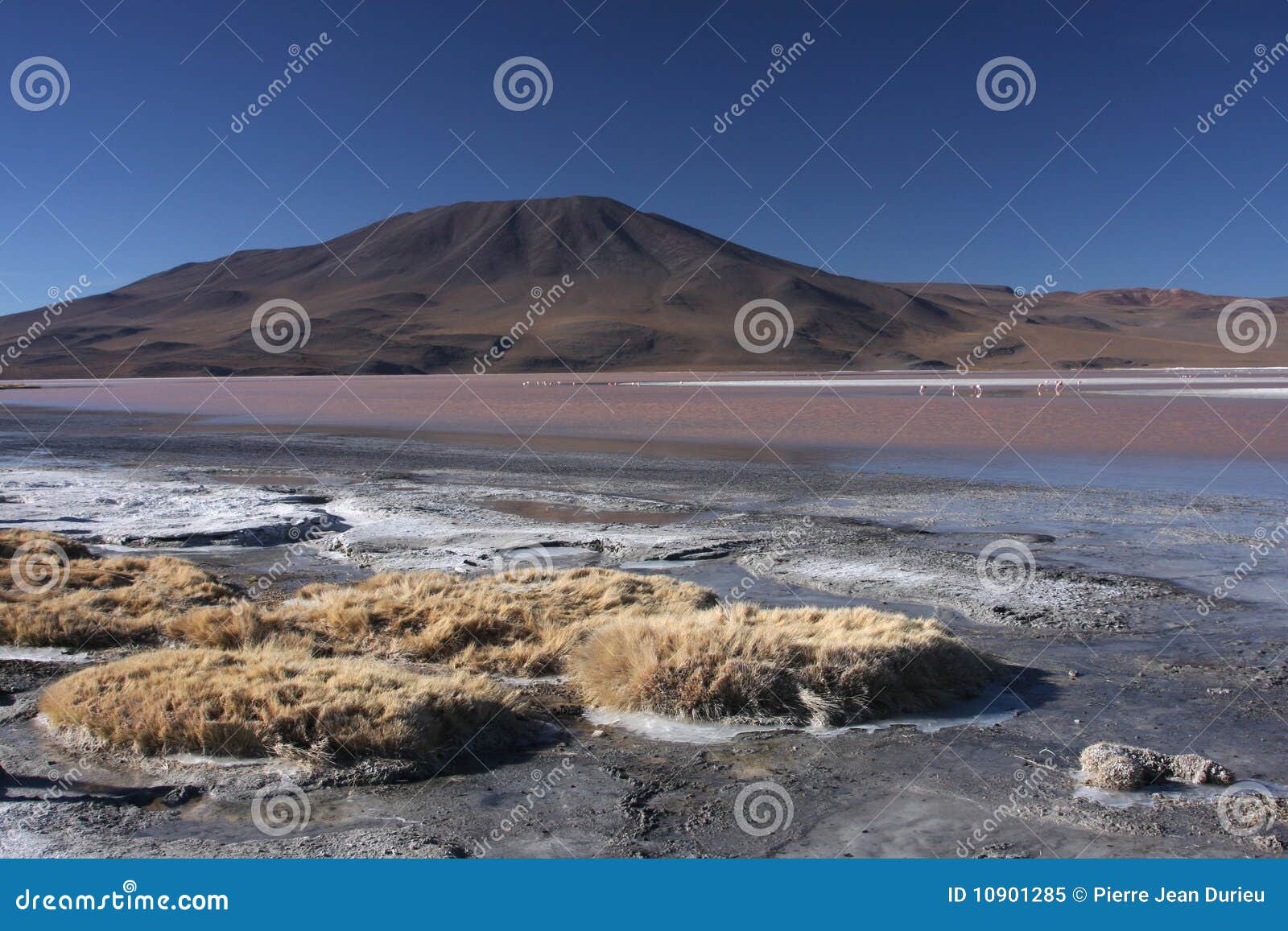 Orilla de Laguna Colorada imagen de archivo. Imagen de isla - 10901285