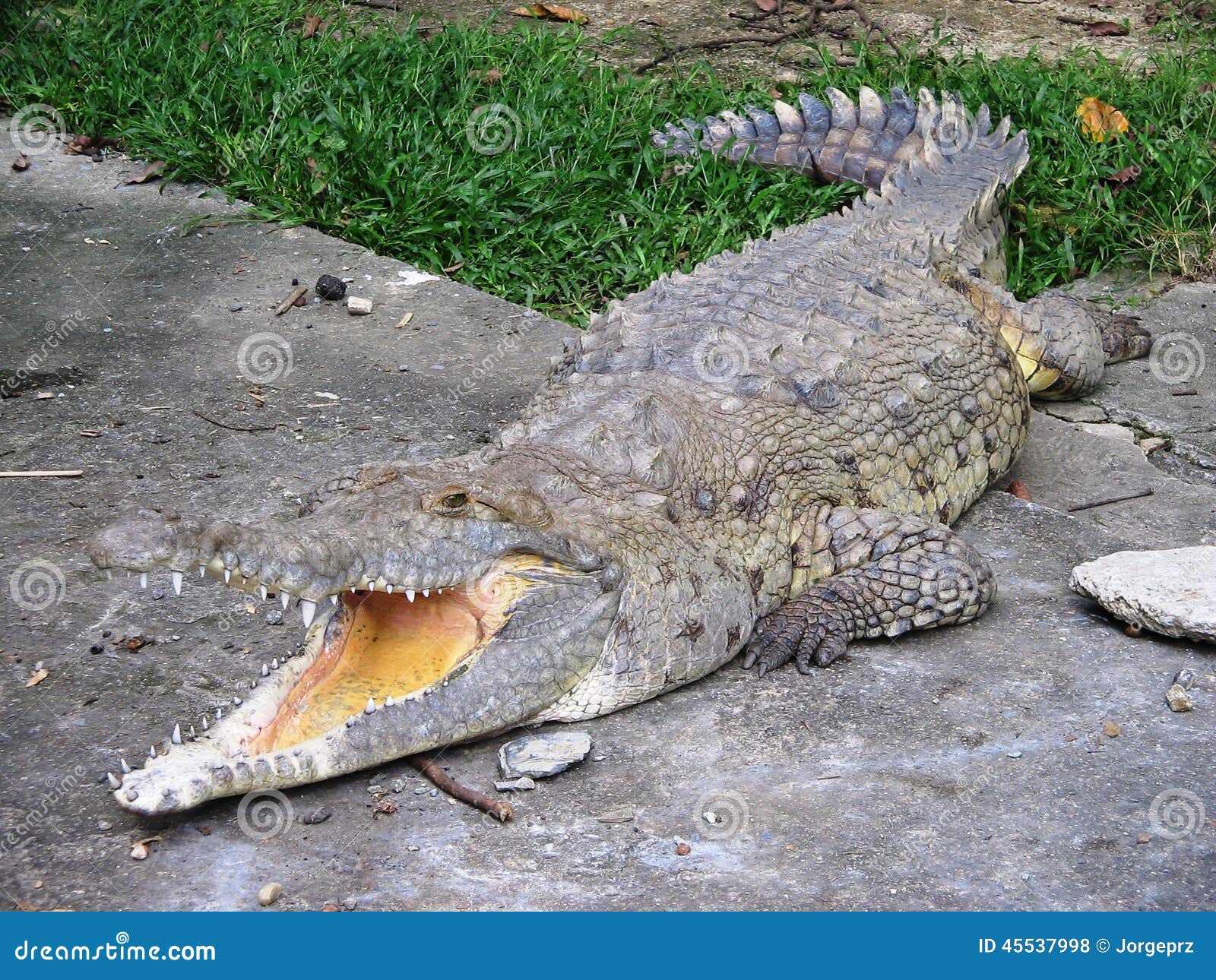 Orinoco Caiman. Crocodylus Intermedius Stock Photo - Image: 45537998