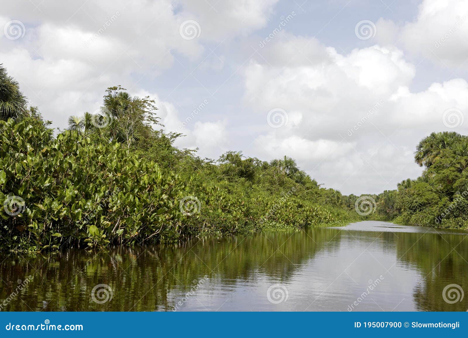Orinoco Delta in Venezuela stock photo. Image of nature - 195007900