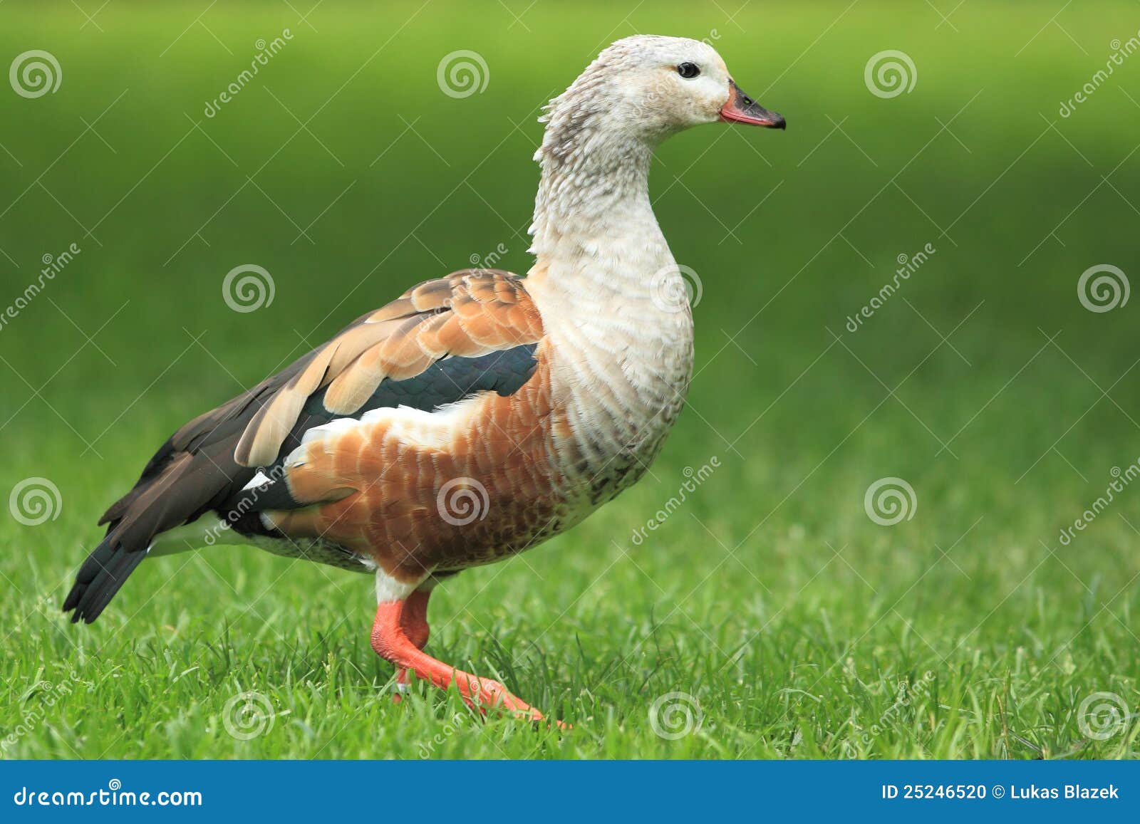 Orinoco goose stock photo. Image of south, grass, nature - 25246520