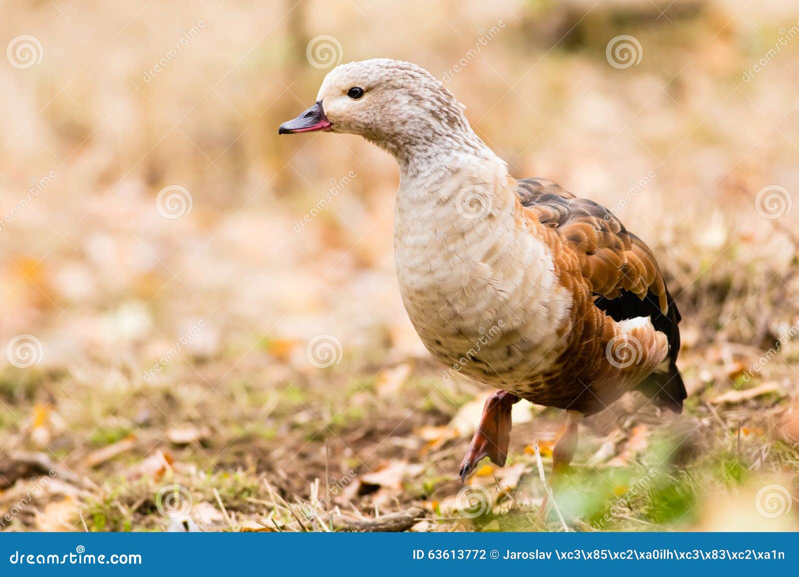 The Orinoco Goose - Neochen Jubata Stock Photo - Image of head, walk ...