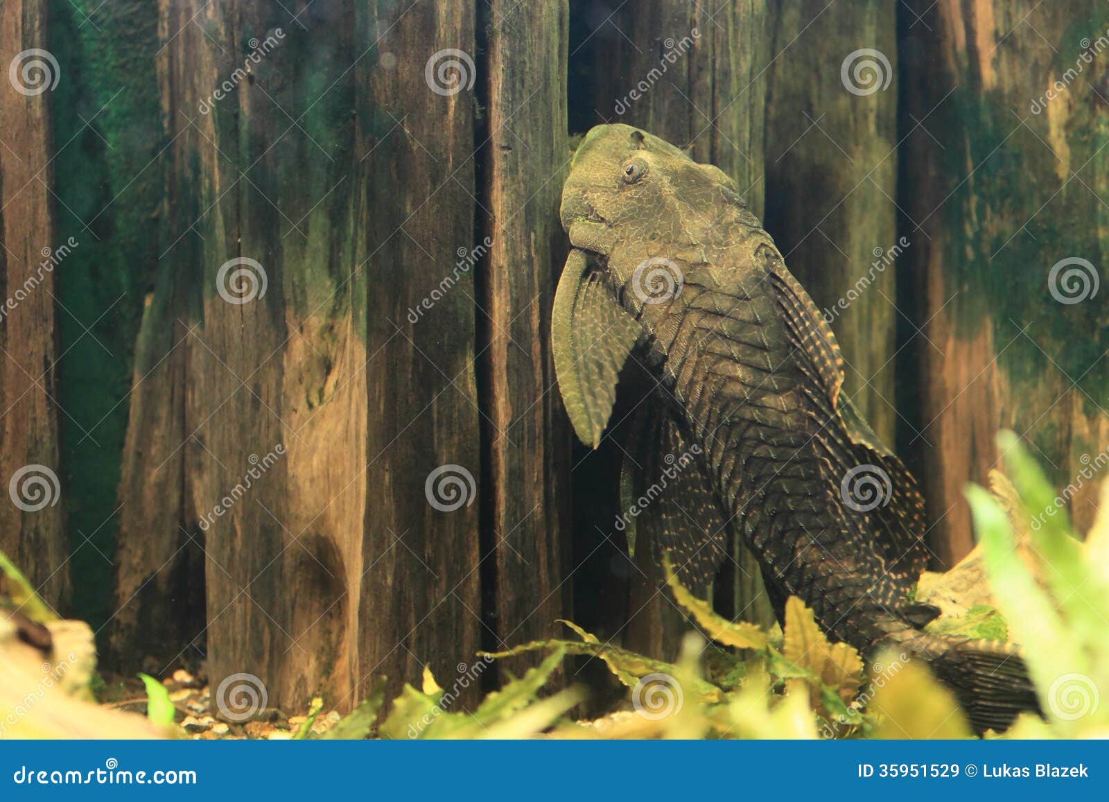 Orinoco sailfin catfish stock image. Image of freshwater - 35951529