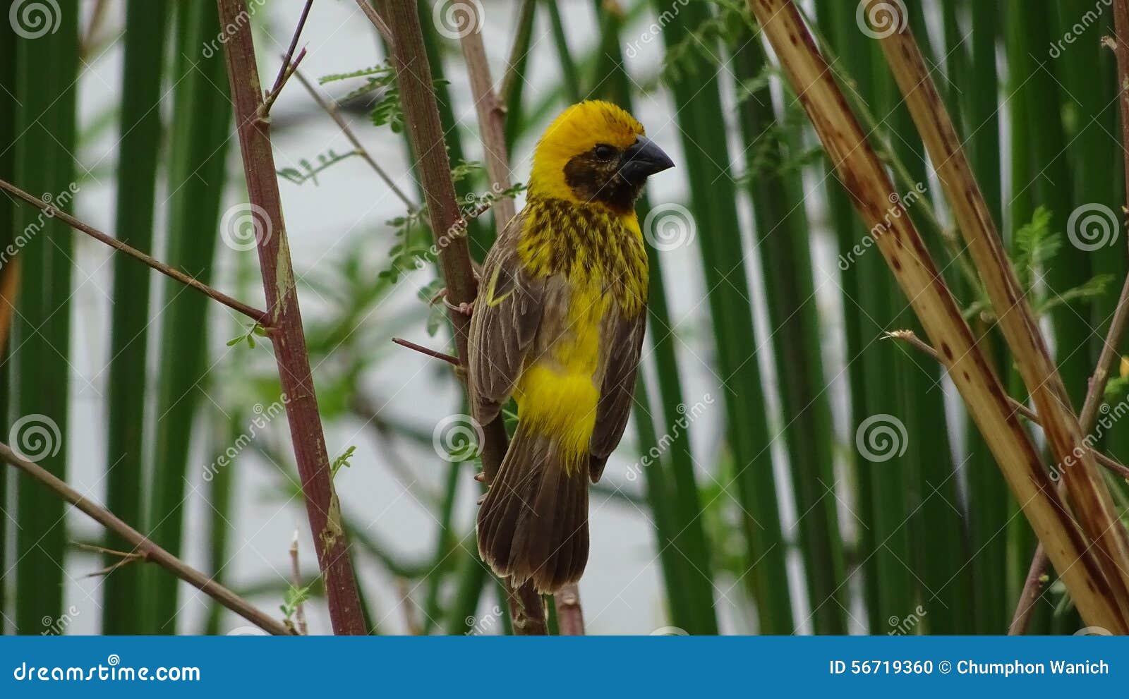 Oriole bird stock photo. Image of greennature, perico - 56719360