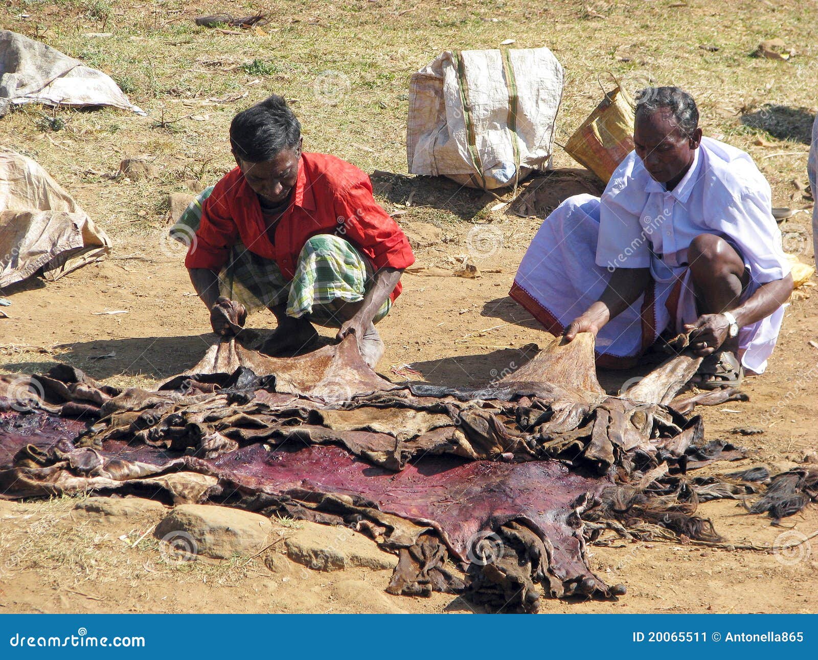 Orissa Tribal Rural Cattle Weekly Market Editorial Photo - Image of ...
