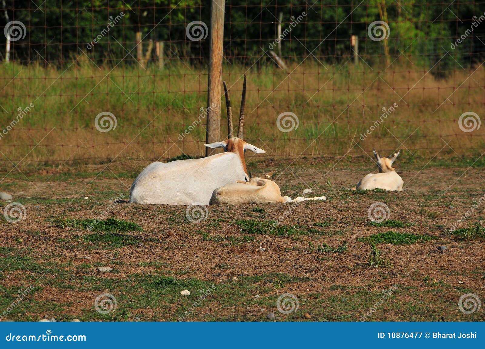 Orix stock image. Image of family, napping, mammals, peace - 10876477