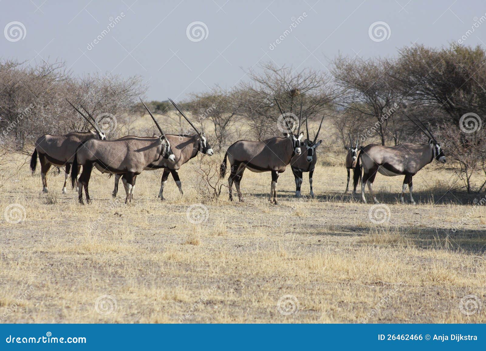 Orix stock photo. Image of gemsbok, botswana, adventure - 26462466